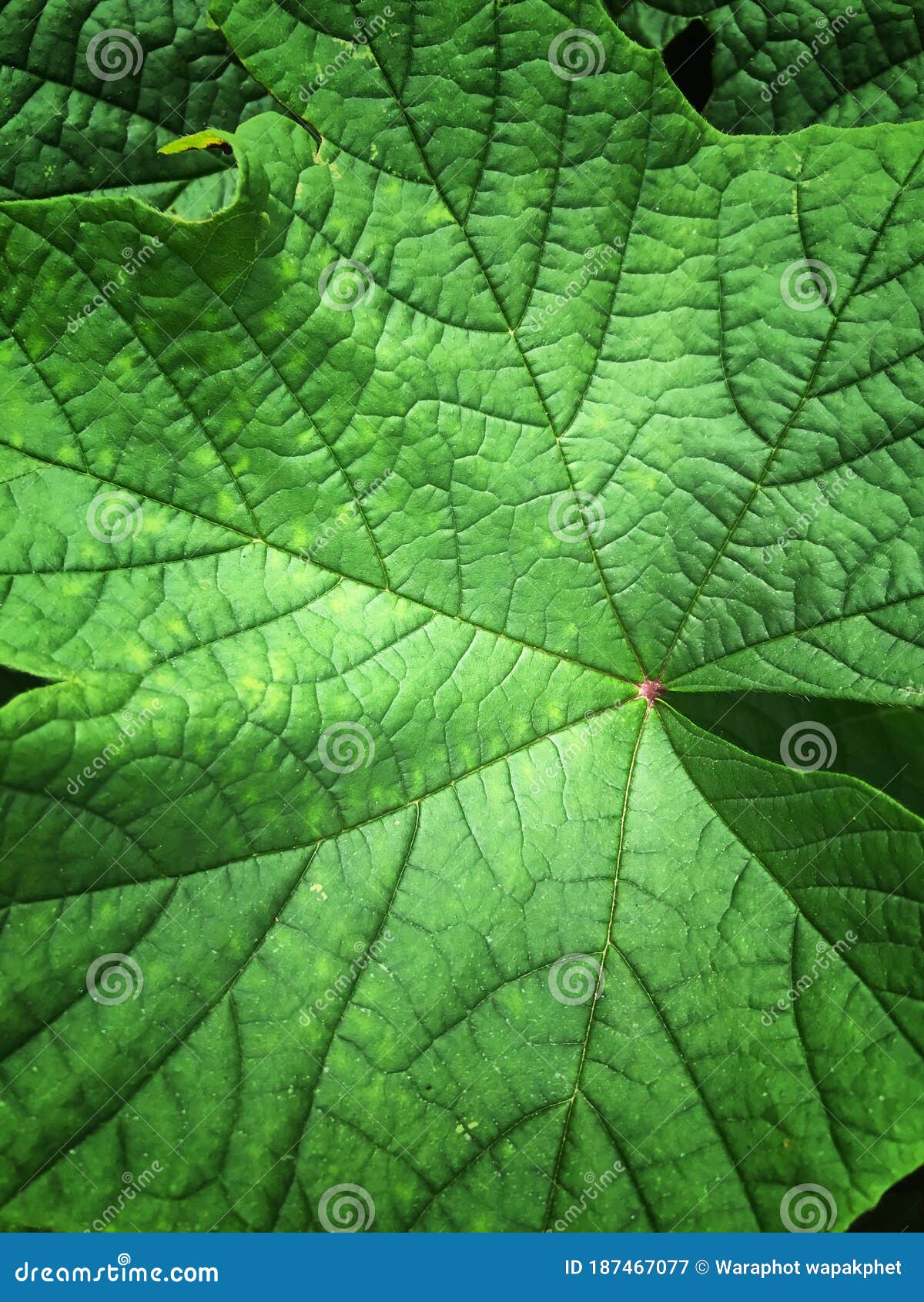 Nature Green Leaf Pattern Texture Stock Image - Image of lush, beach ...