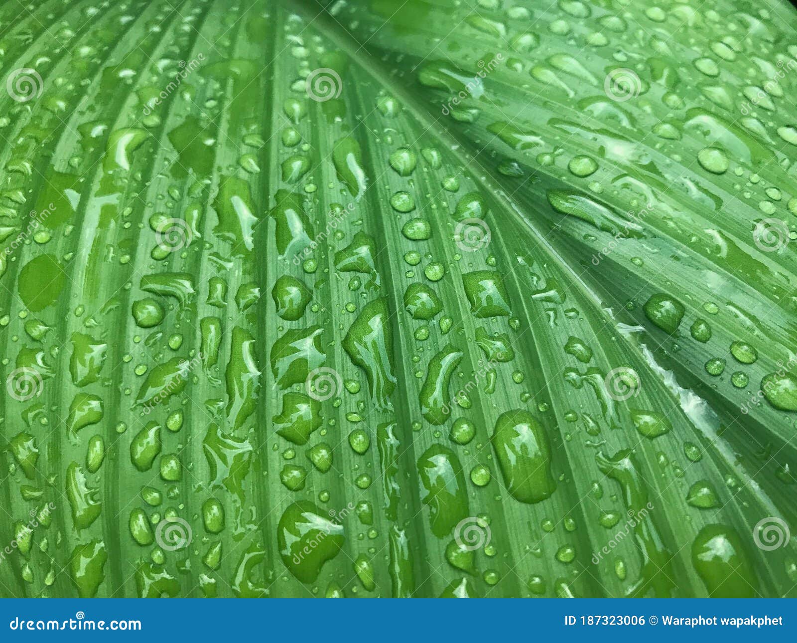 Nature Green Leaf Pattern Texture Stock Photo - Image of abstract ...