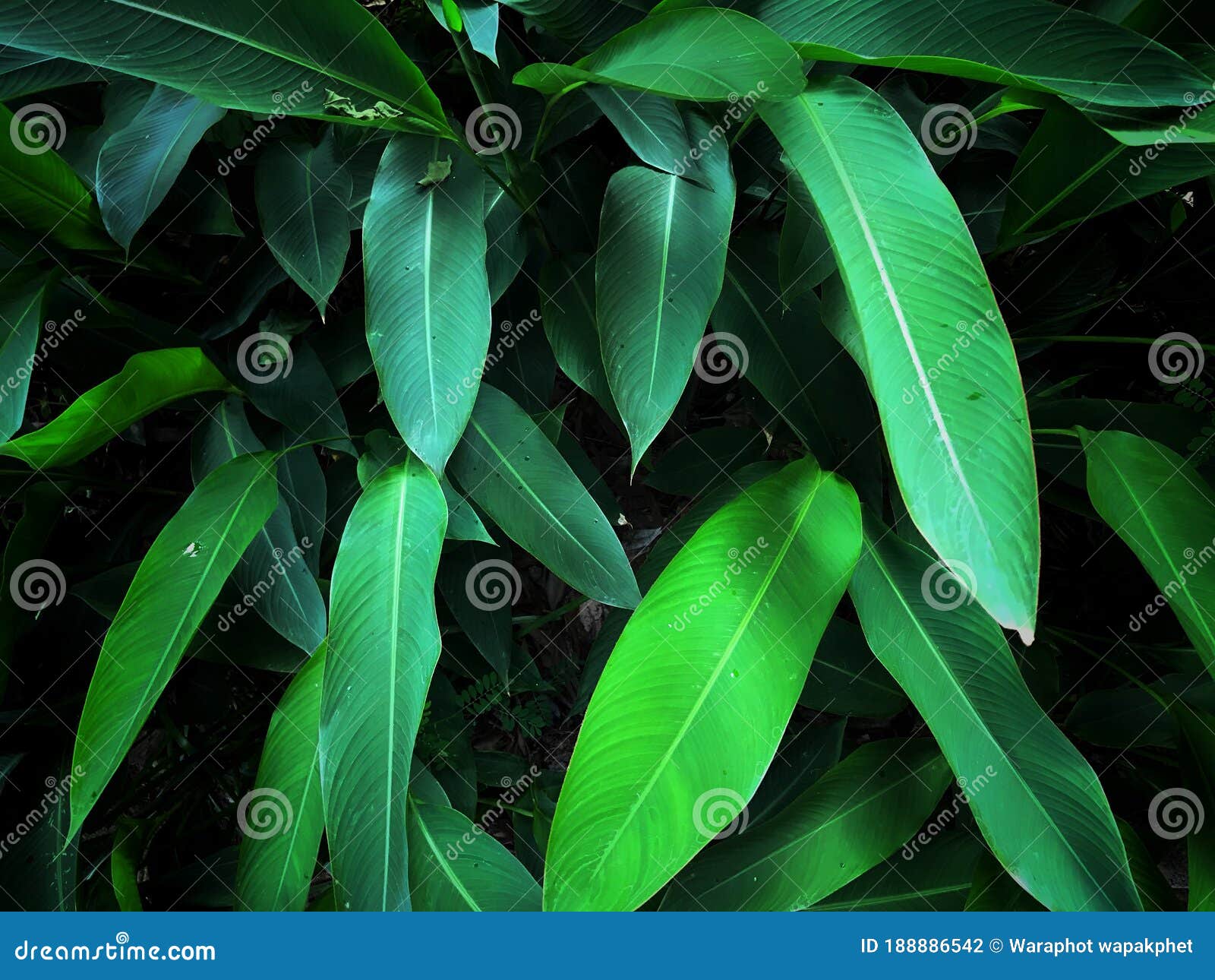 Nature Green Leaf Pattern Texture Stock Photo - Image of forest ...