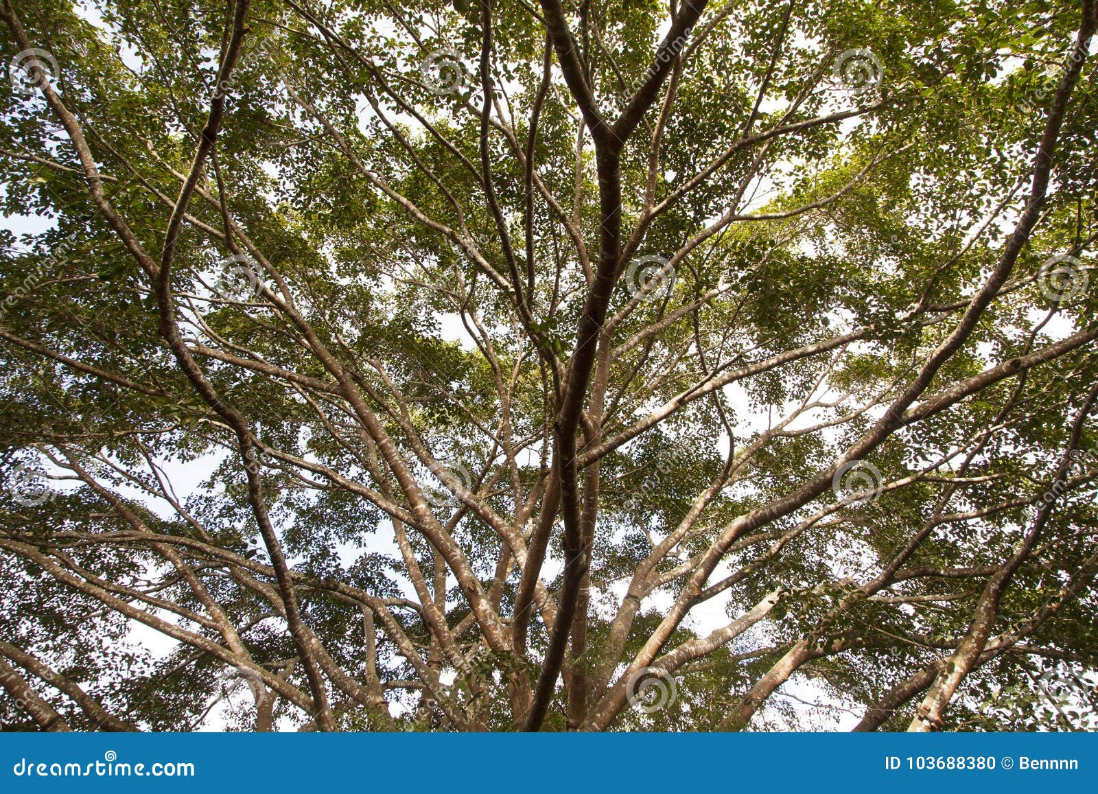 Nature Green Leaf and Tree Branch Stock Photo - Image of plant, silence ...
