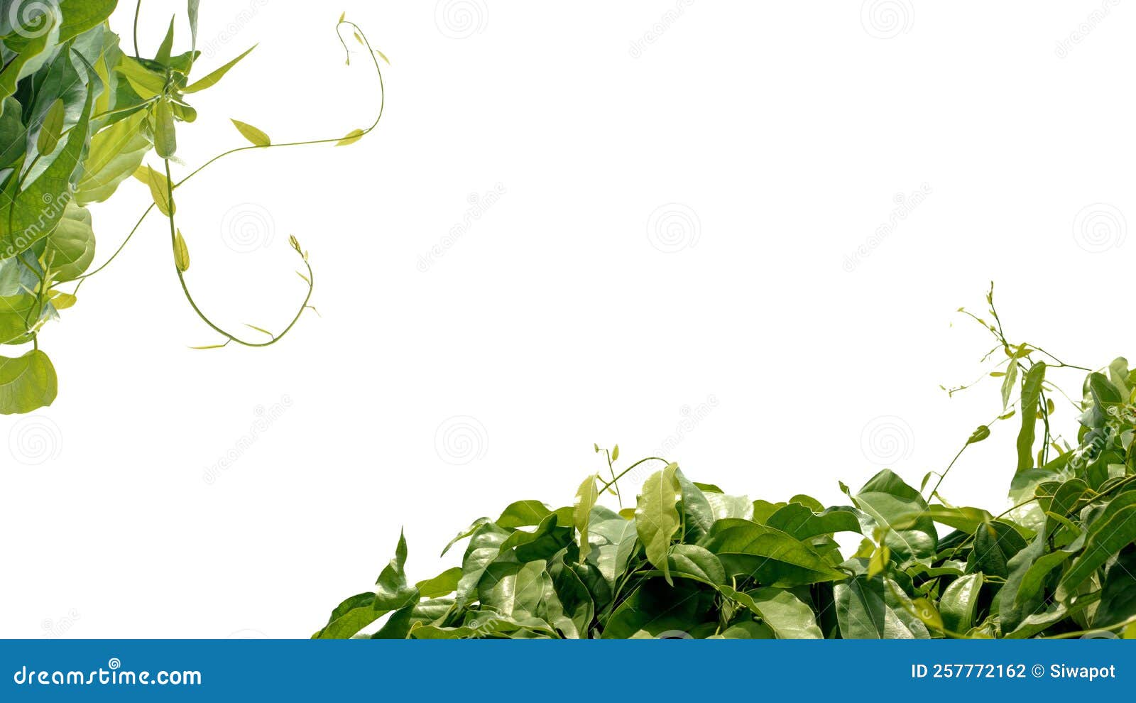 Nature Green Leaves Frame on White Background Stock Photo - Image of ...