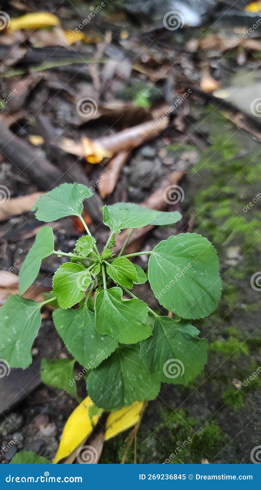 Nature Green Leaves Small Cute Alive Stock Image - Image of cute, plant ...