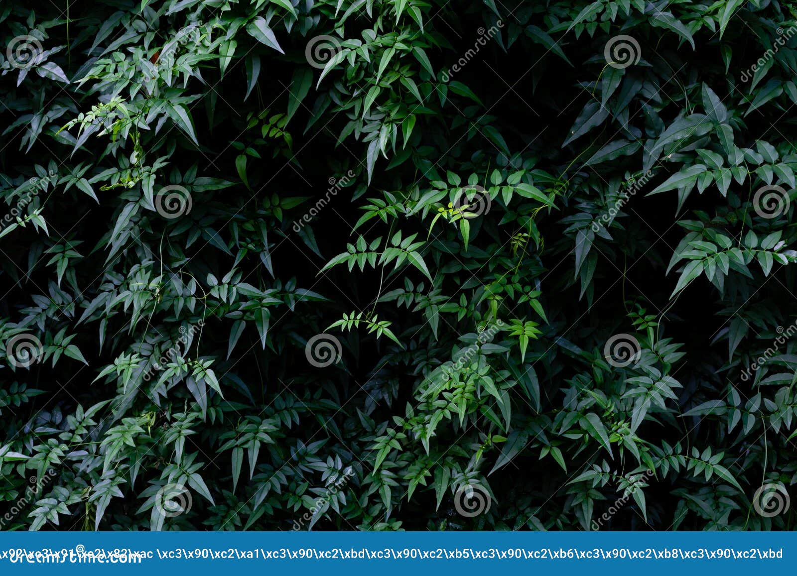 Nature Green Leaves Wall Texture, Background Image Stock Image - Image ...