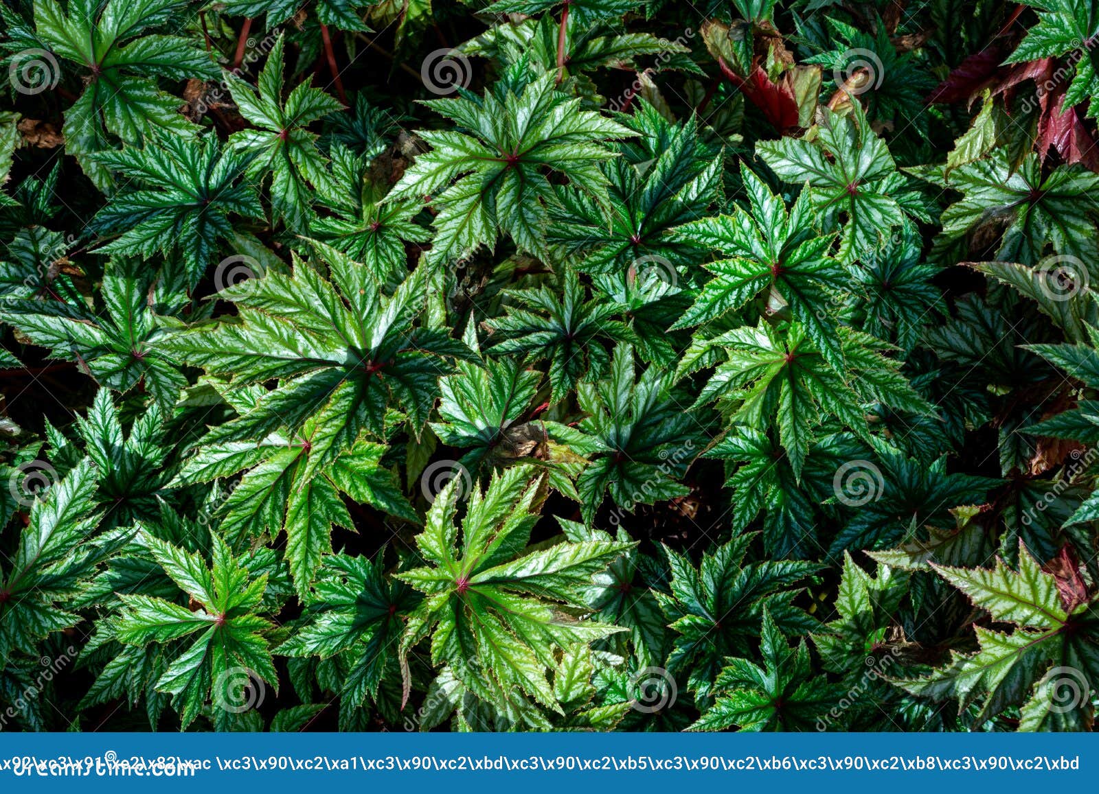 Nature Green Leaves Wall Texture, Background Image Stock Photo - Image ...