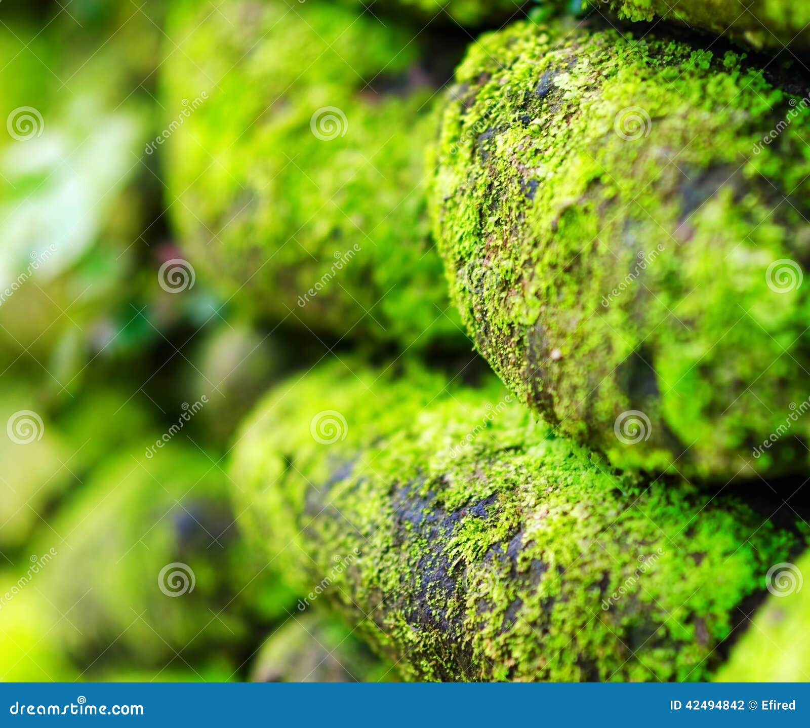 Green Moss on Old Stone Wall Stock Photo - Image of freshness, flora ...
