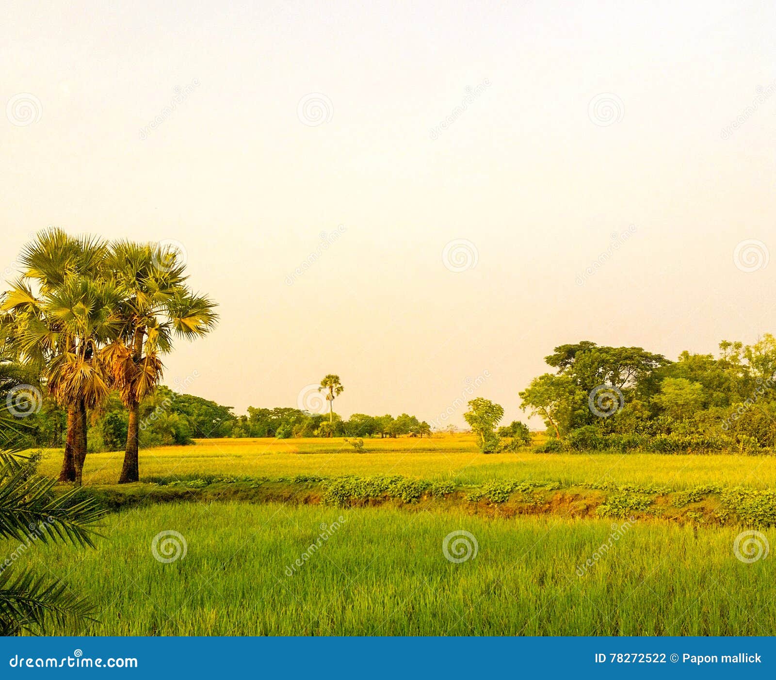 Nature stock photo. Image of beautiful, green, senary - 78272522