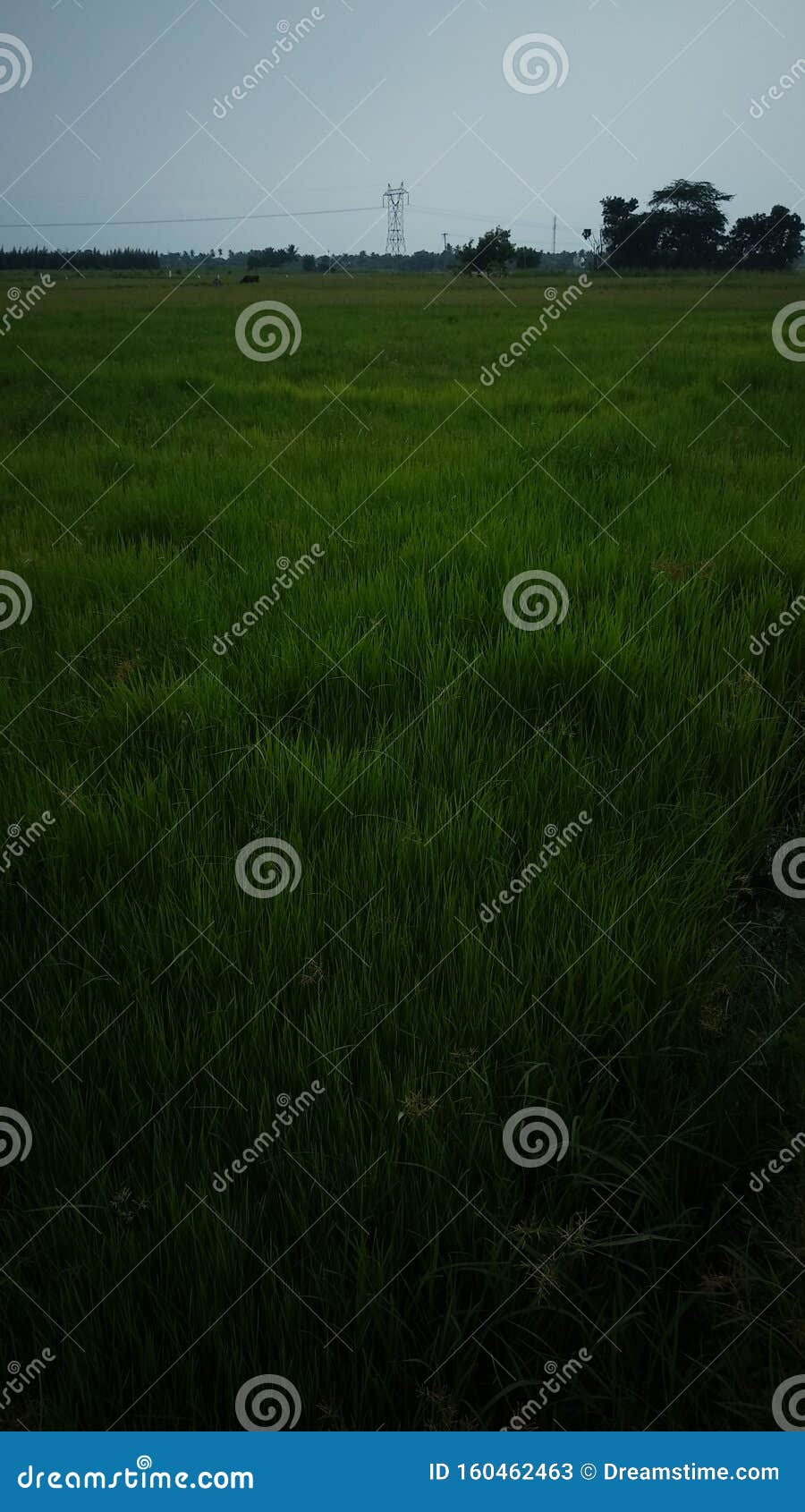 Nature stock image. Image of beautiful, green, peddy - 160462463