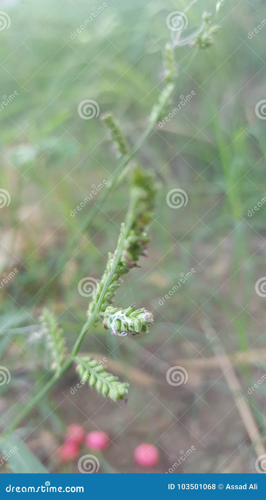 Nature stock photo. Image of pink, green, nature, seed - 103501068