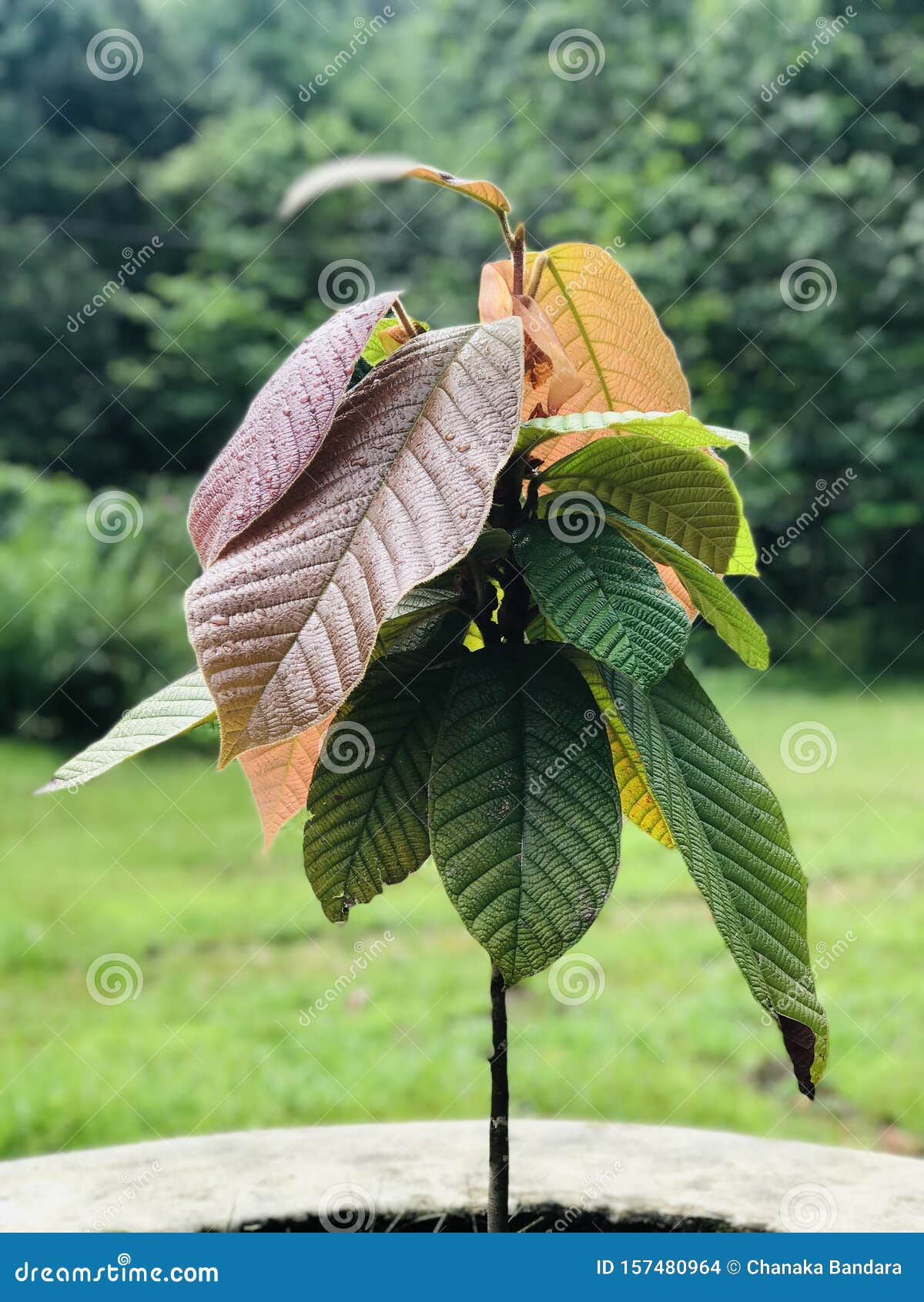 Nature stock photo. Image of green, plant, kanneliya - 157480964