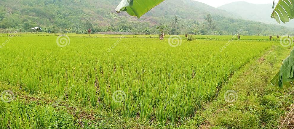 Natural Green Rice Fields of Young Rice Plants Stock Photo - Image of ...
