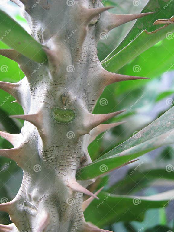 Nature Green in Root and Thorn Stock Image - Image of flower, nature ...