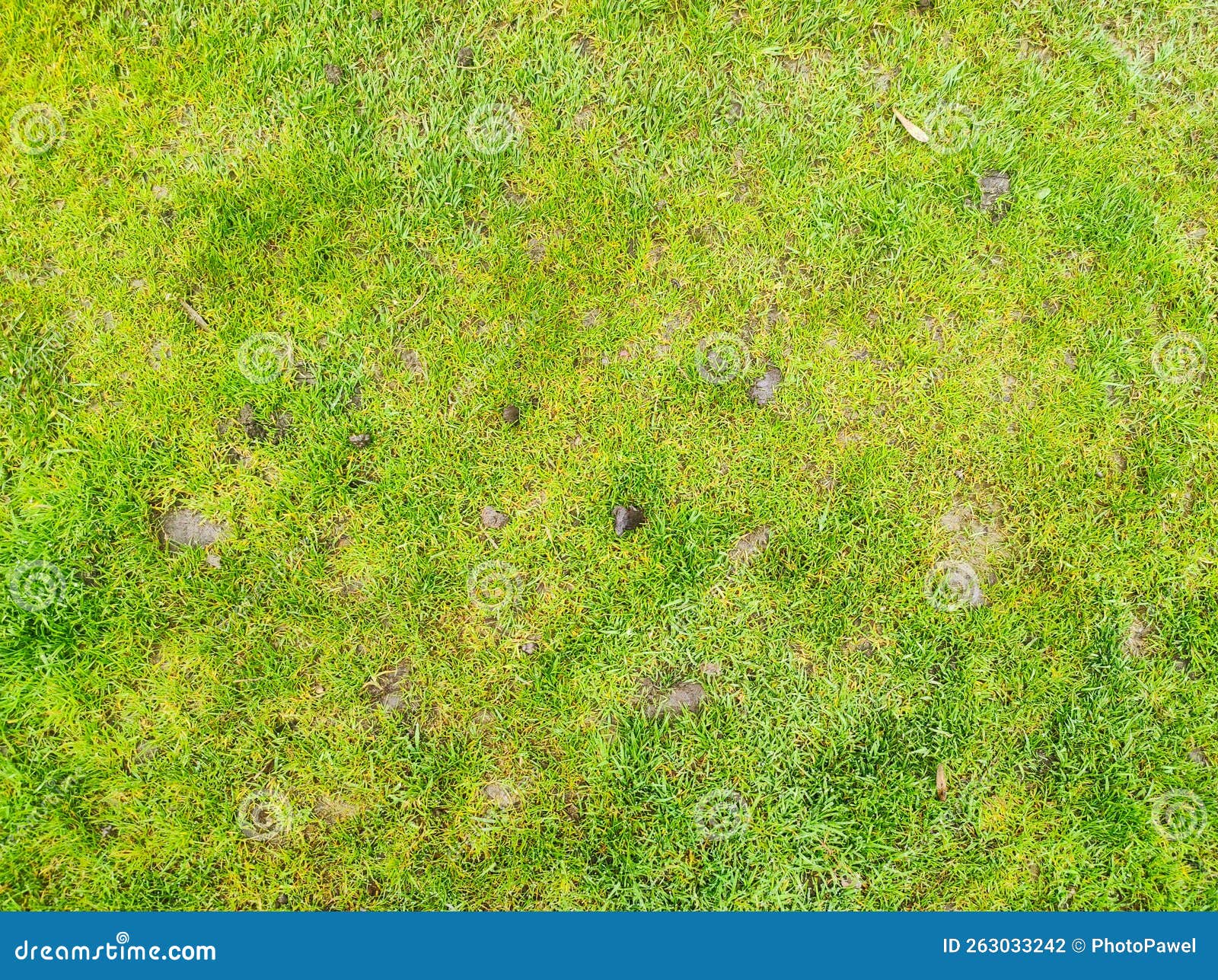 Nature Green Texture Background. Outdoor Meadow Pattern Stock Photo ...