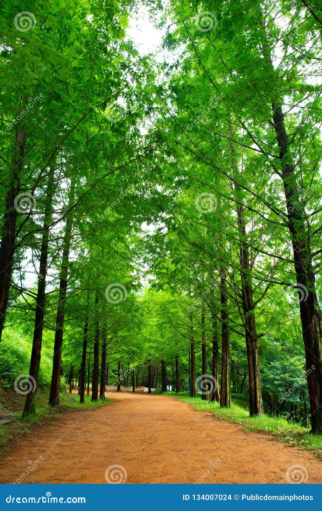 Nature, Green, Tree, Ecosystem Picture. Image: 134007024