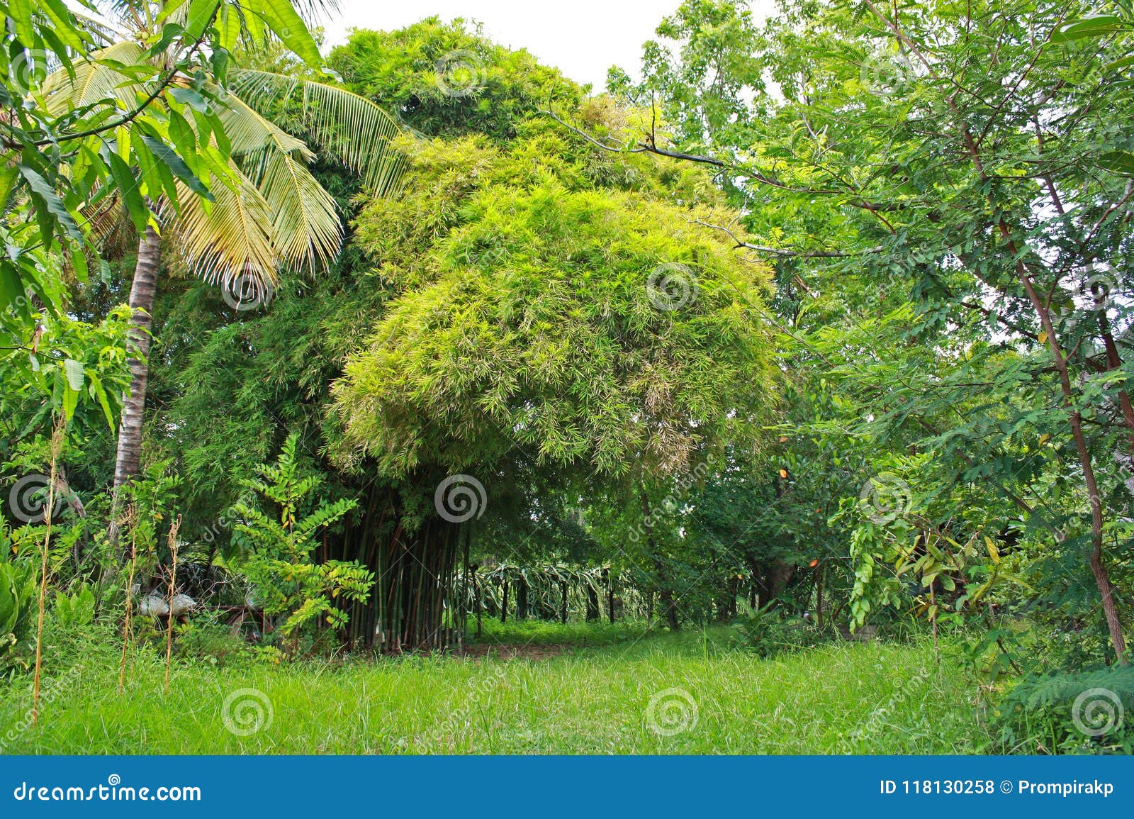 Nature Green Tree Leaf and Grass Stock Photo - Image of forest, growth ...