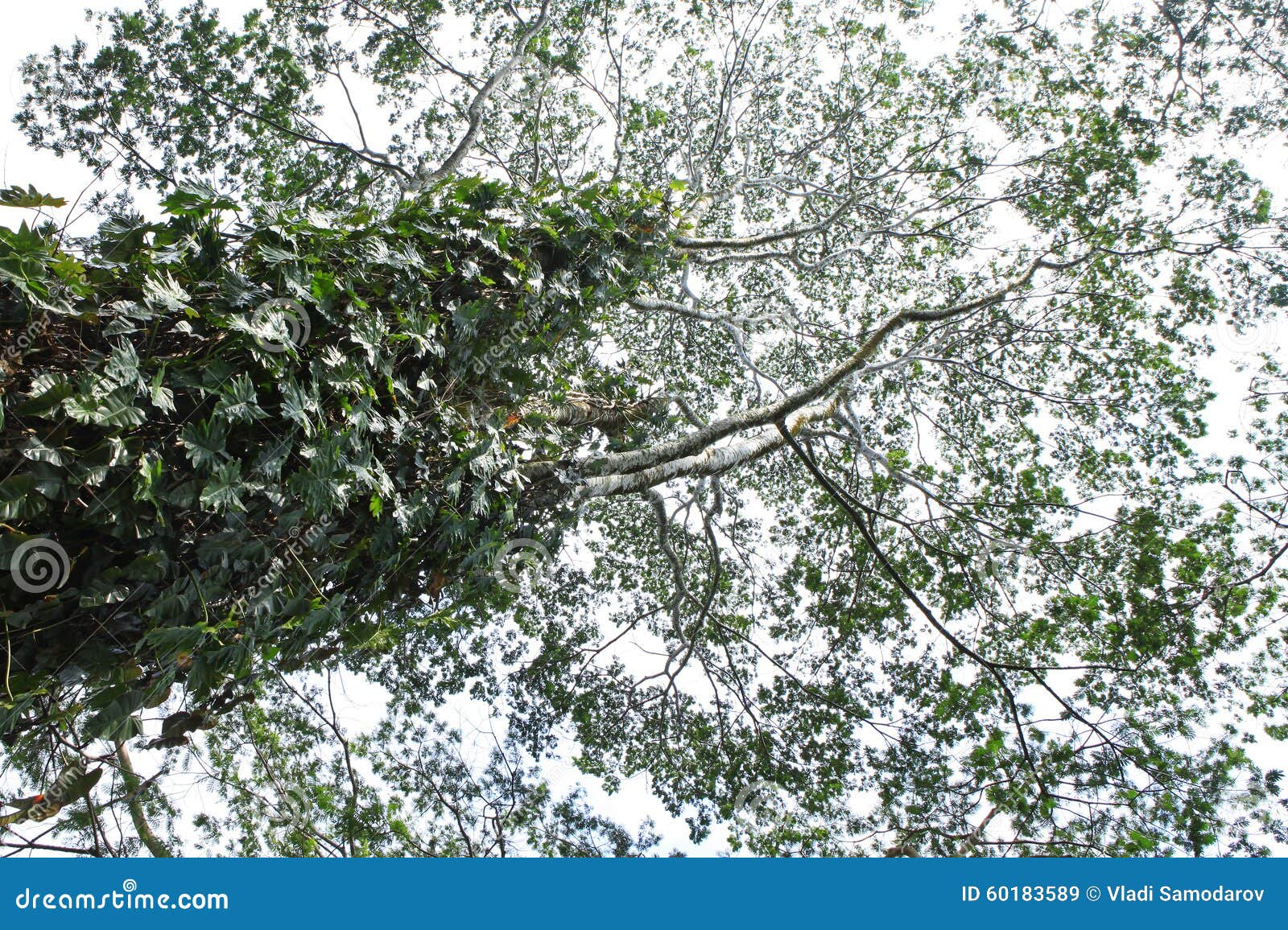 Nature Green Tree Texture Background Stock Image - Image of spring ...