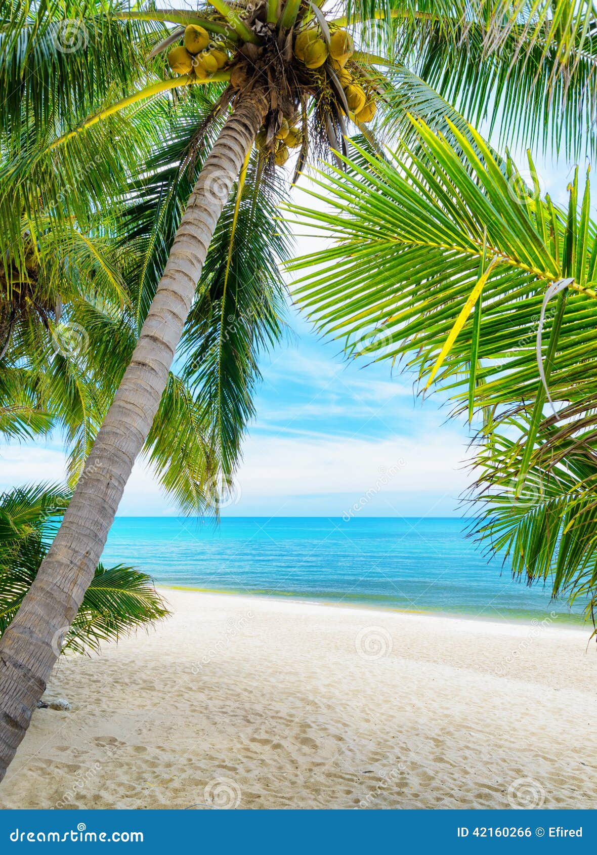 Green Tree on a White Sand Beach Stock Photo - Image of holiday ...