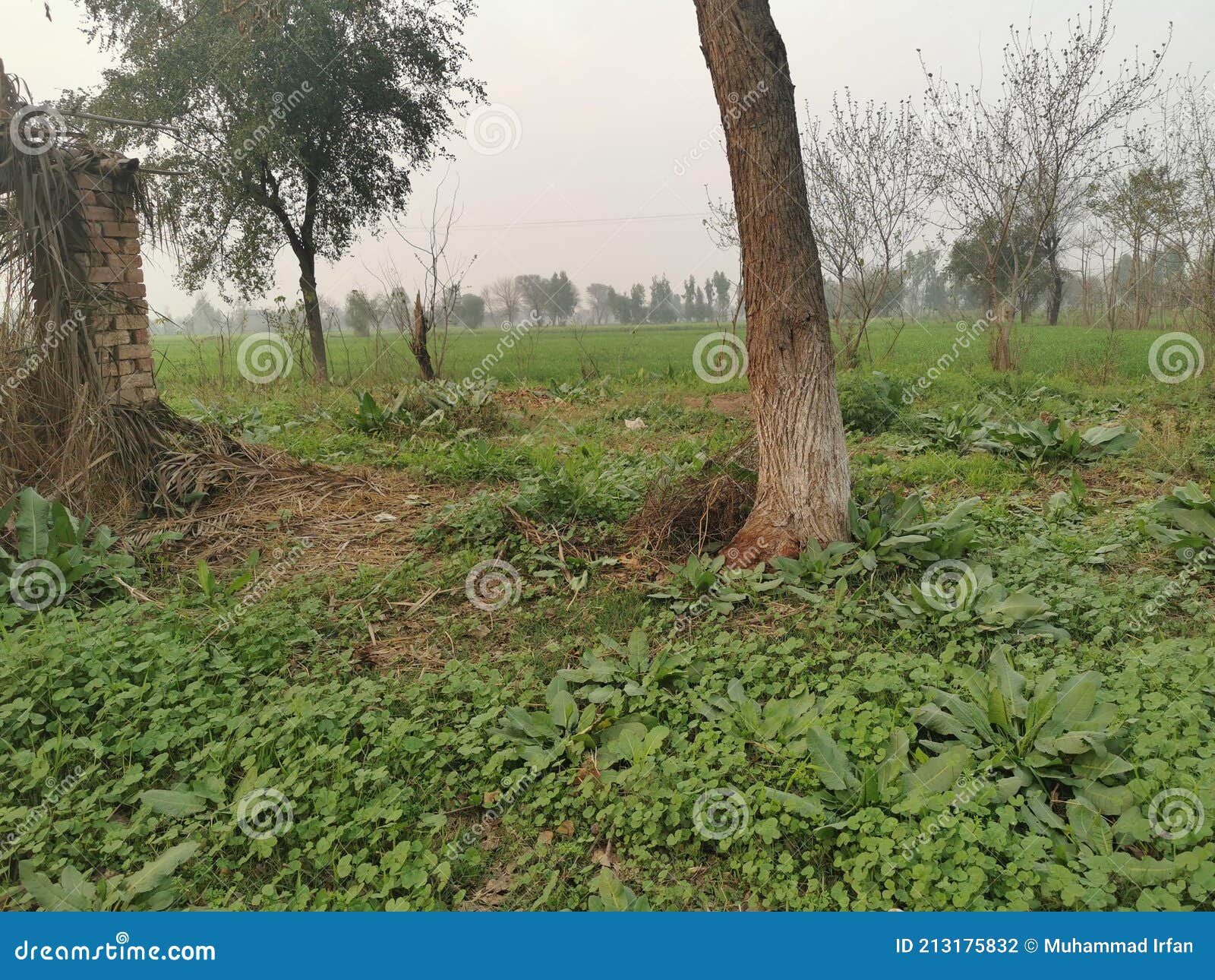 Nature Greenery since Photo Stock Photo - Image of wetland, plantation ...