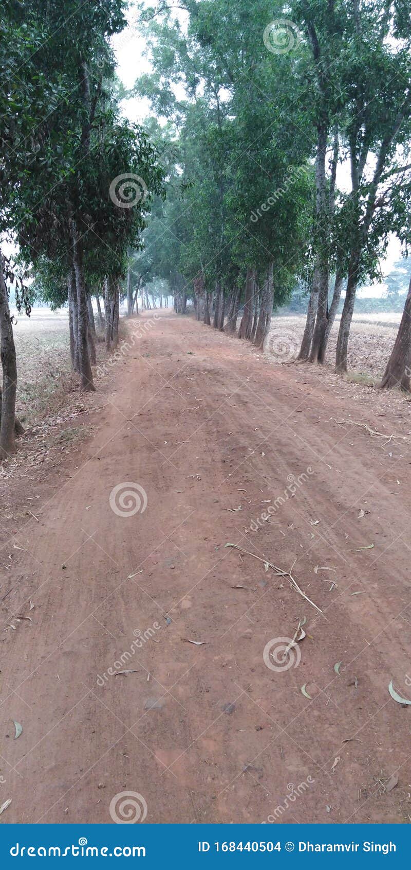 Nature Greenery Trees Villages Road Stock Photo - Image of nature ...