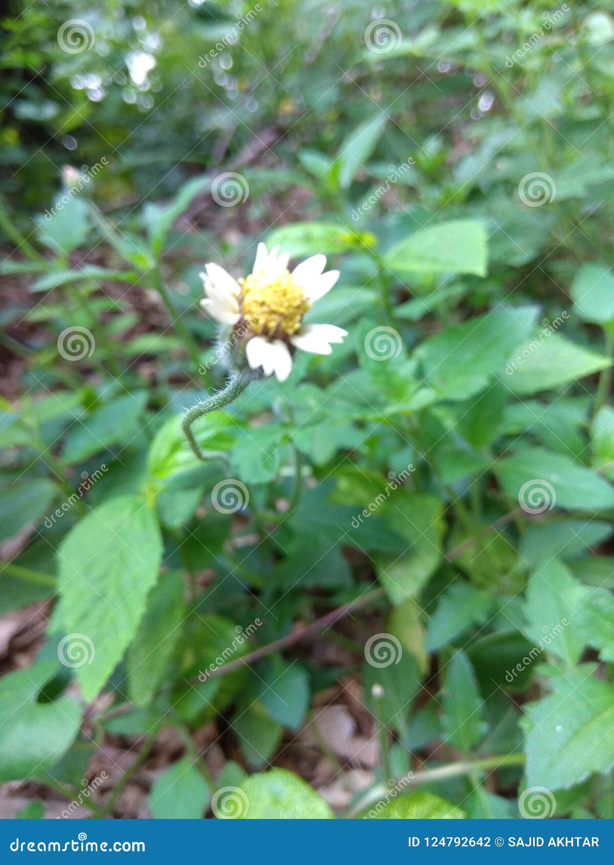 Nature stock photo. Image of nature, leef, greenree - 124792642