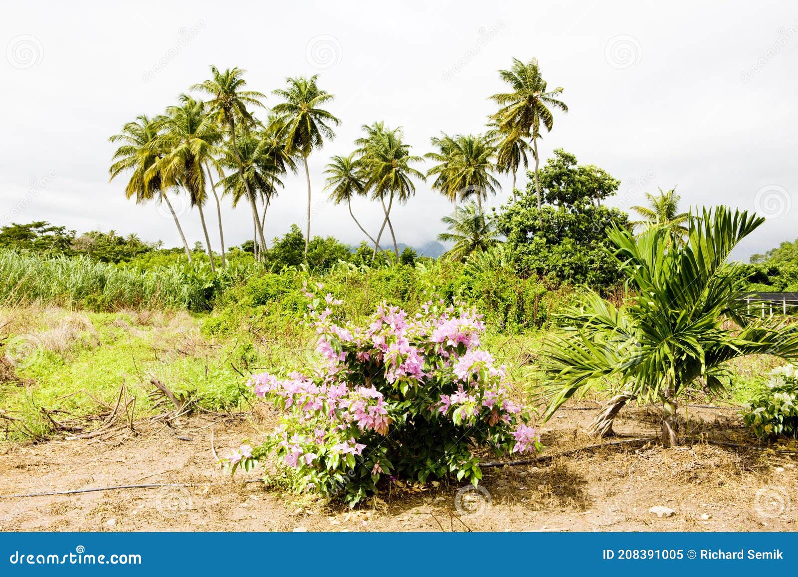 Nature of Grenada island stock image. Image of vegetation - 208391005