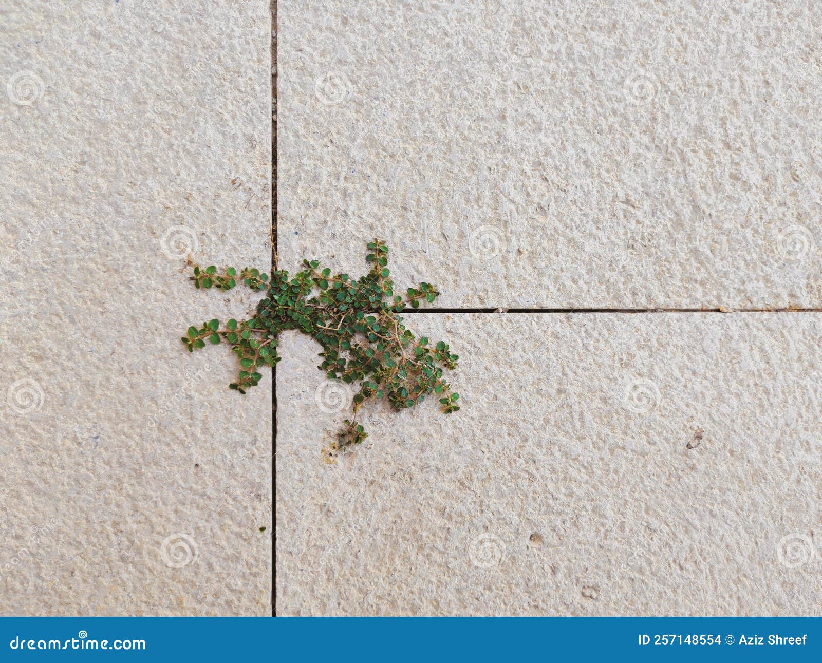 Nature Growing through Concrete Stock Photo - Image of outdoor, growth ...