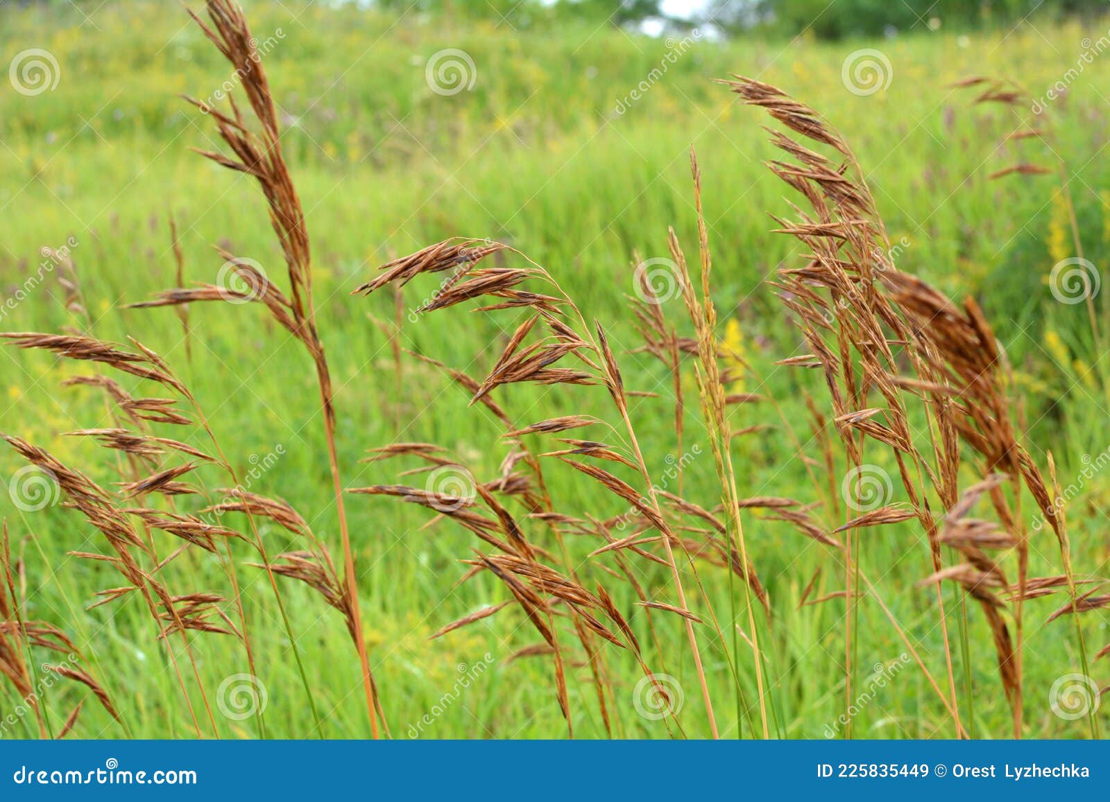 In Nature, Grows Cereal Forage Grass for Animals - Bromus Inermis Stock ...