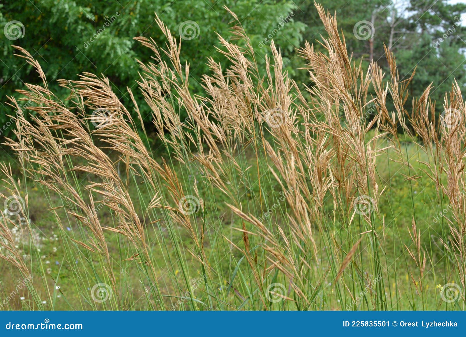 In Nature, Grows Cereal Forage Grass for Animals - Bromus Inermis Stock ...