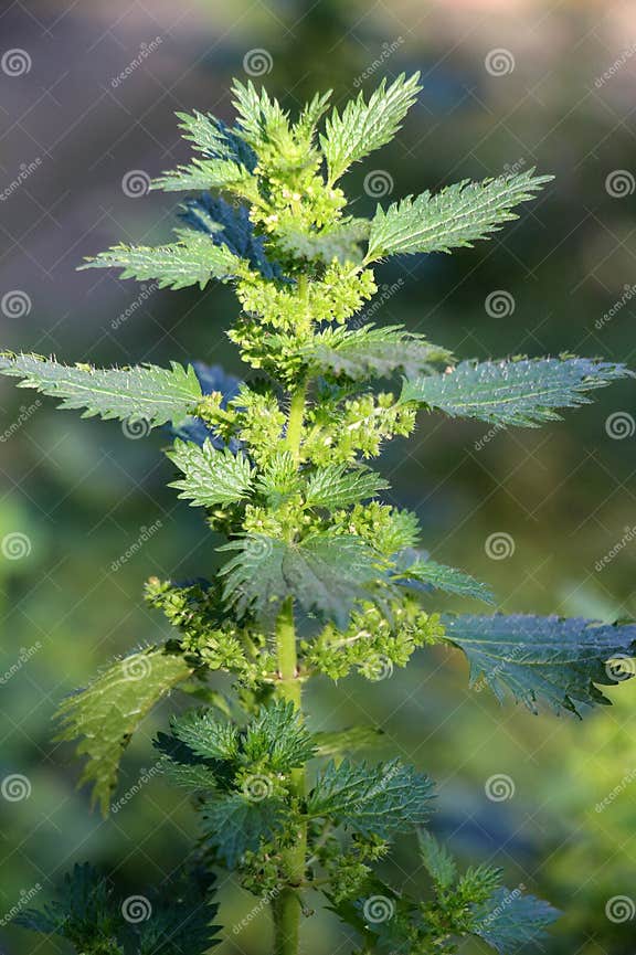 In Nature Grows Stinging Nettles Urtica Urens Stock Image Image Of Green Urticaceae 292760035