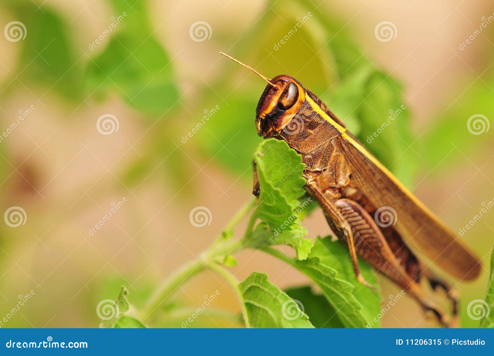 Nature guard stock image. Image of macro, anntena, closeup - 11206315