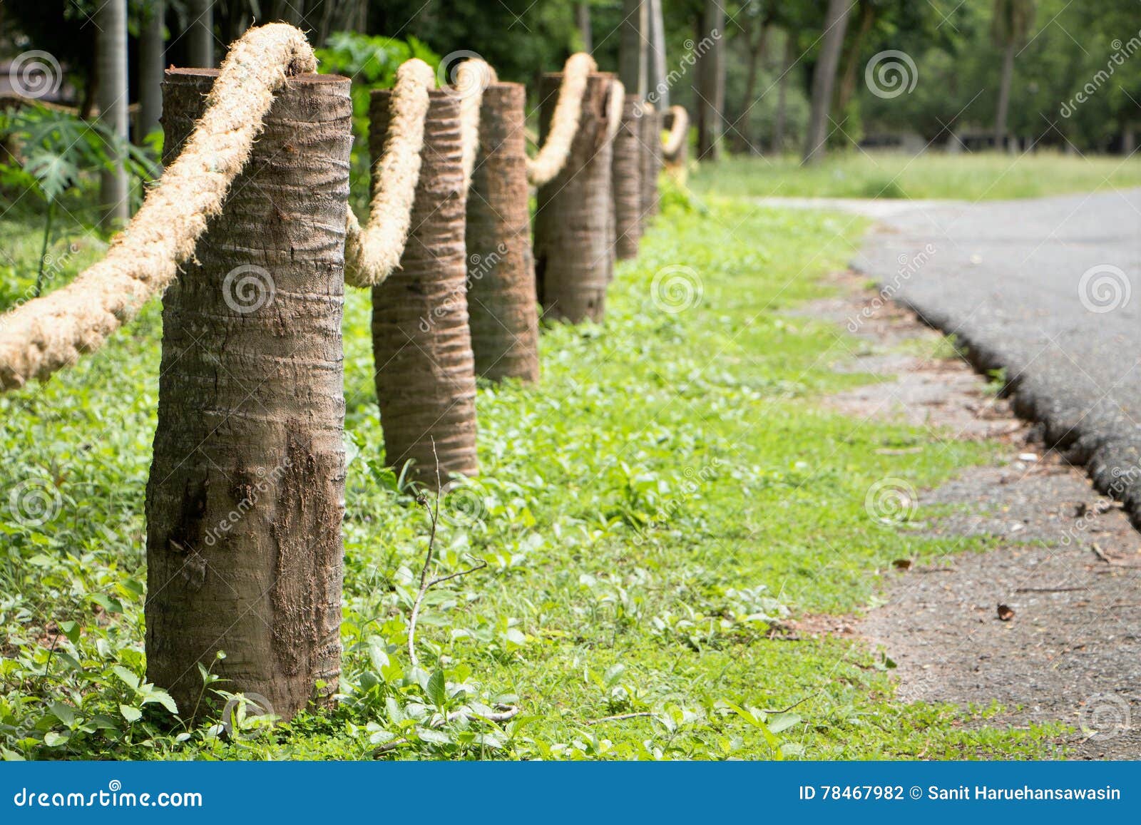 The Stump Of The Coconut Tree Was Cut With A Saw. With Clipping Path ...