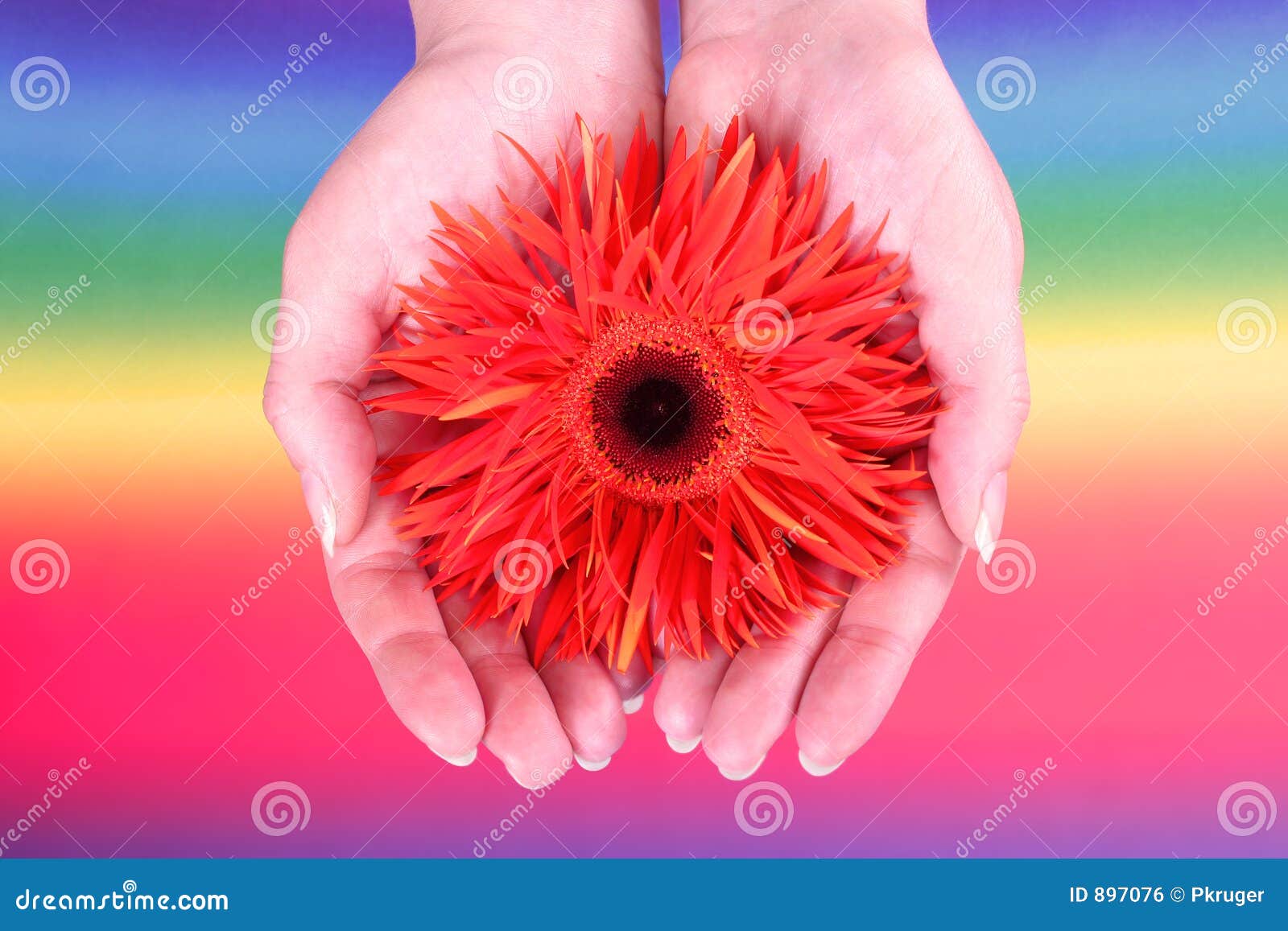 Nature Hands stock photo. Image of hold, plant, simplicity - 897076