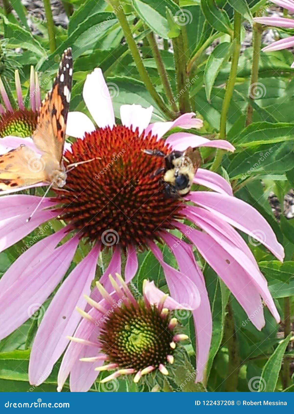 Nature Hard at Work in the Summer Stock Photo - Image of hard ...