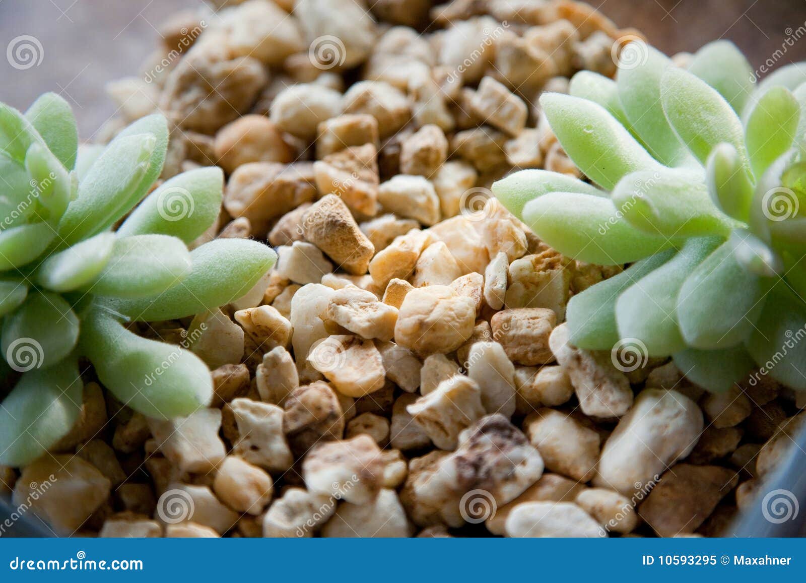 Nature harmony stock image. Image of beauty, health, background - 10593295