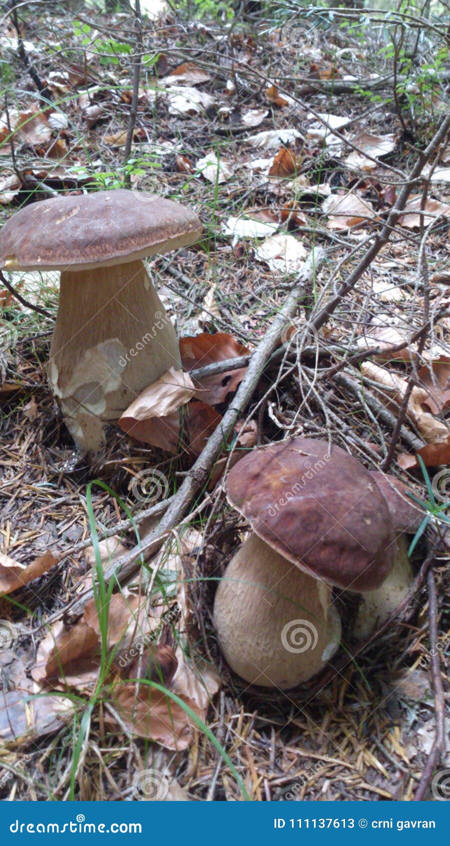 Mushrom stock image. Image of delicacies, healthy, mushrom - 111137613