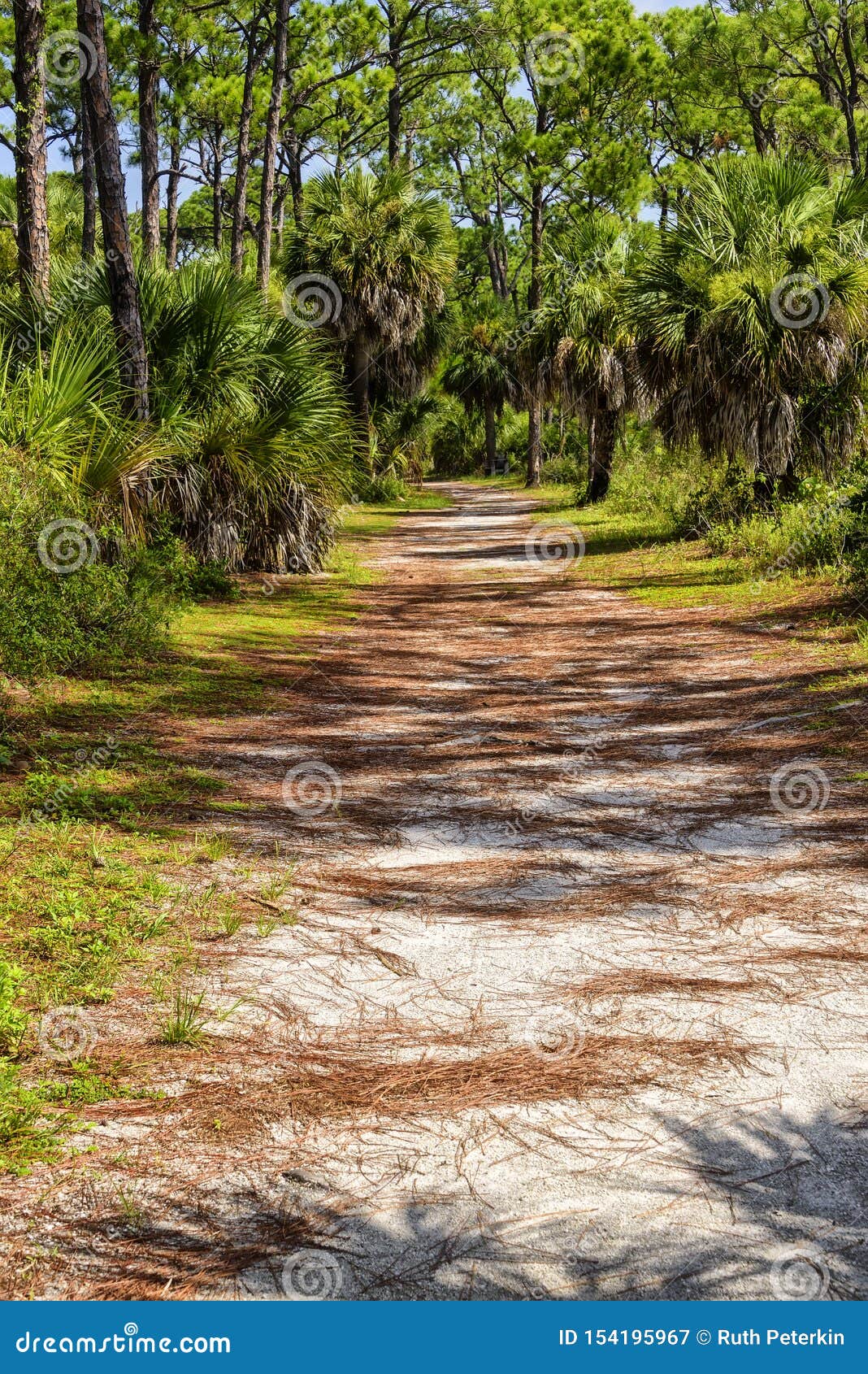Nature Hiking Path in Florida Stock Image - Image of green, wilderness ...