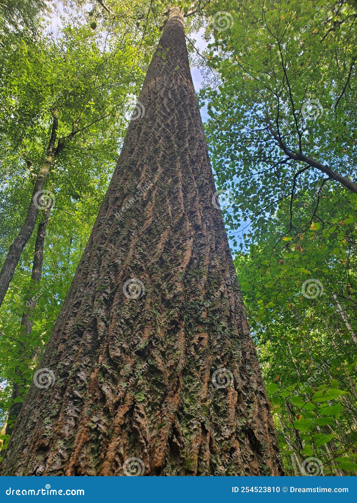 Nature Hiking Photo of Tree Standing Tall in the Middle of the Dense ...
