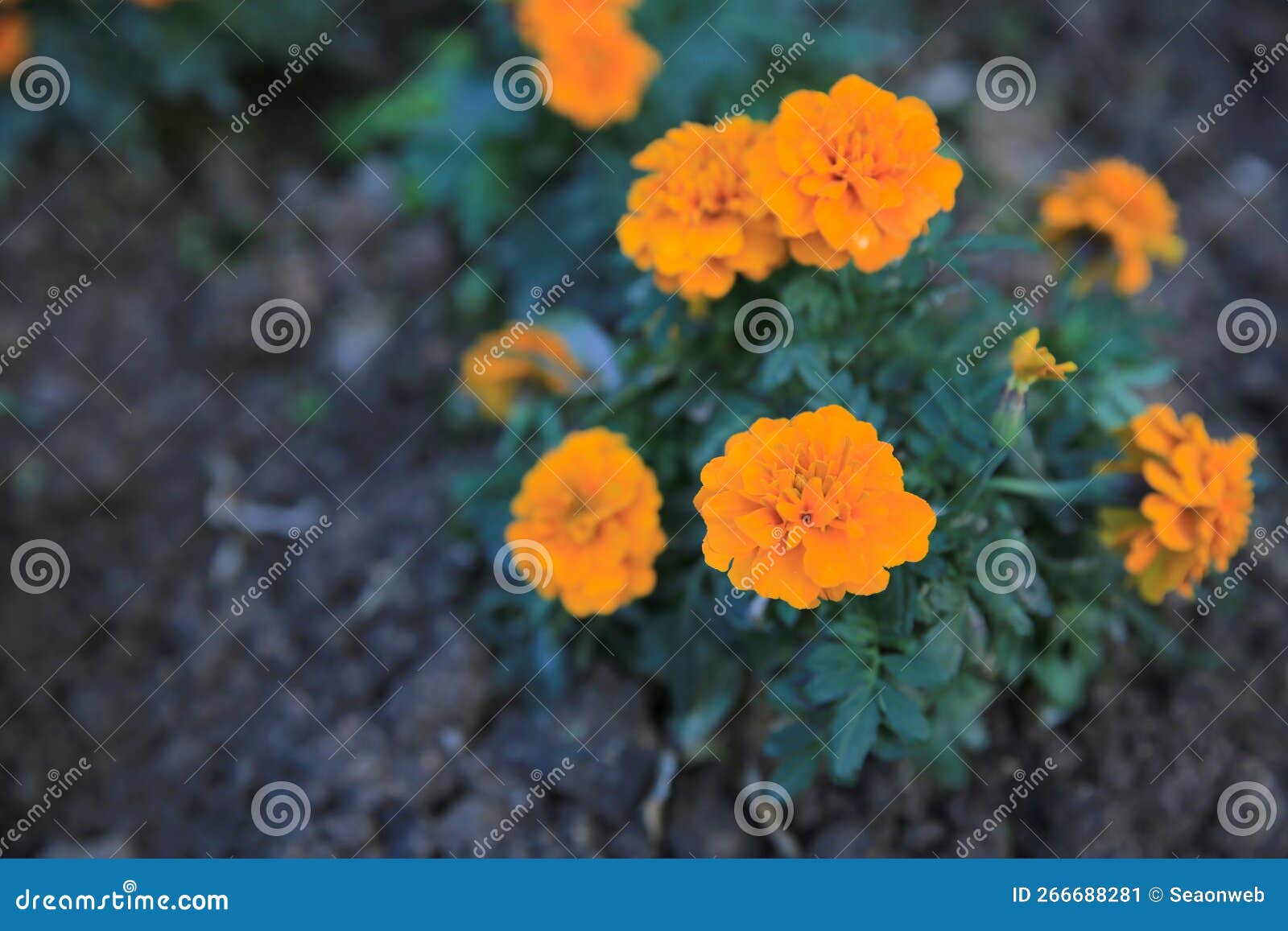 The Nature Image, a Flower Bed of Marigold Flowers Stock Image - Image ...
