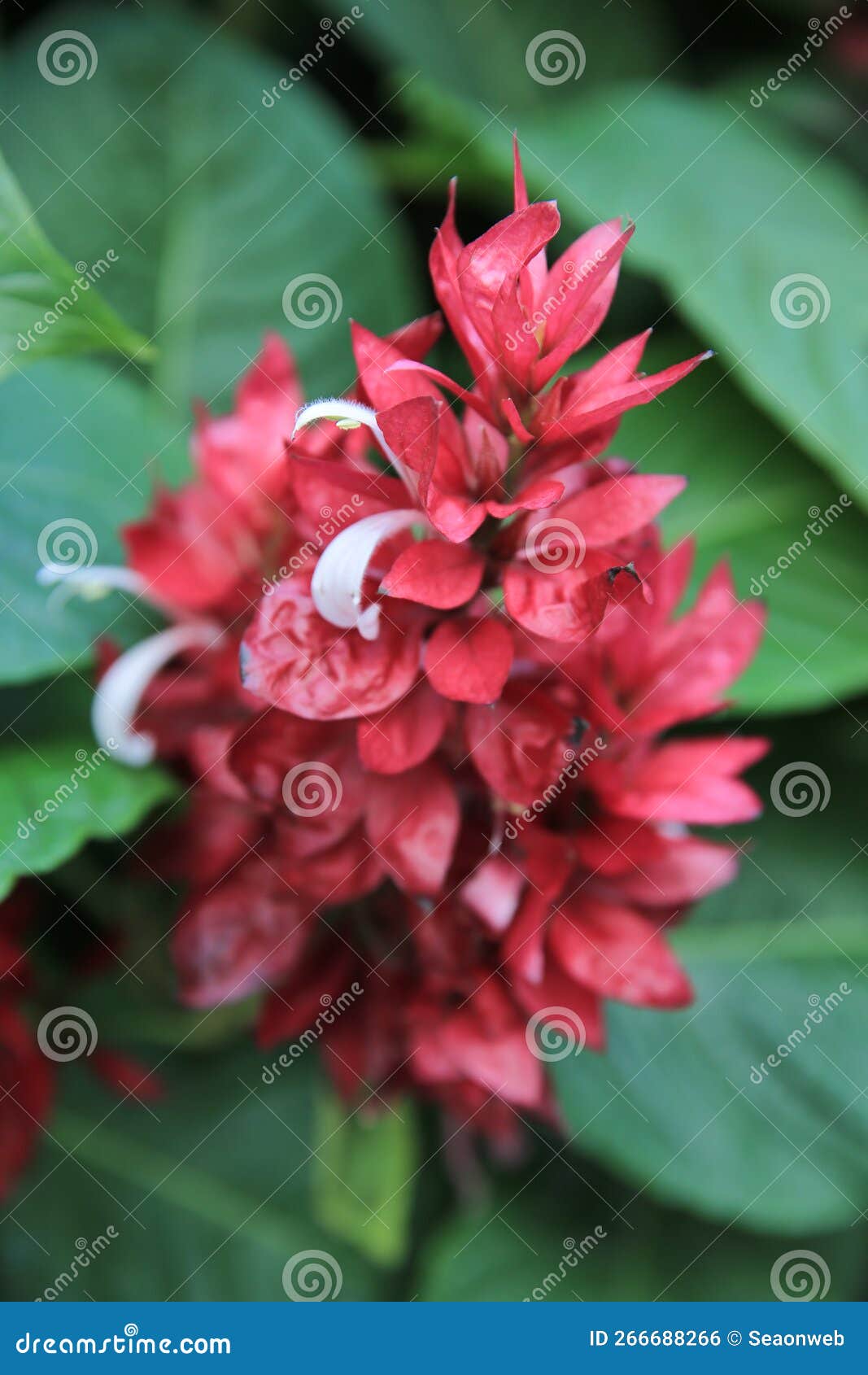 The Nature Image, a Plant and Red Flower 5 Jan 2013 Stock Photo - Image ...