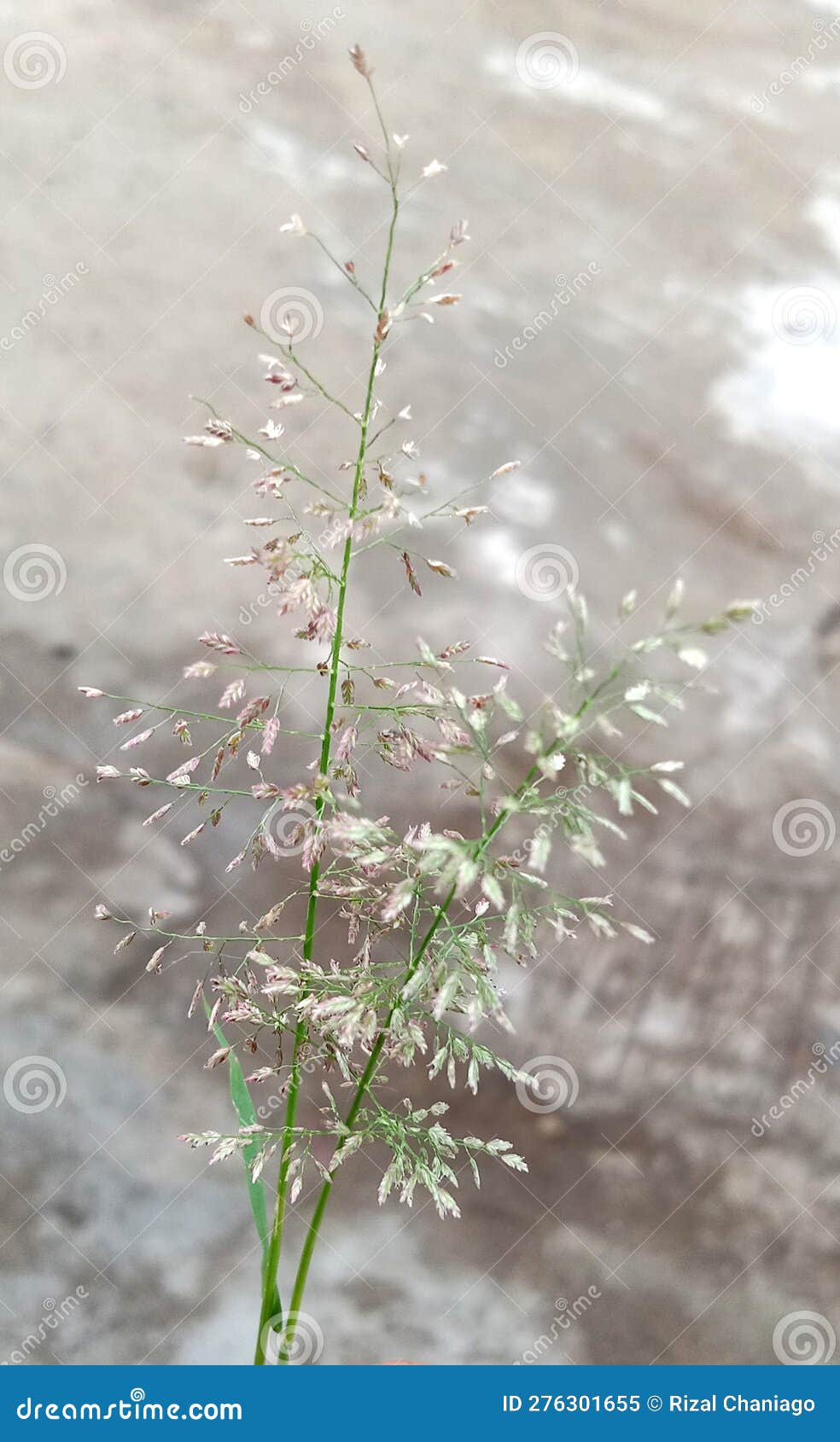 Nature Image, a Small Pink Flower Stock Image - Image of botany, branch ...