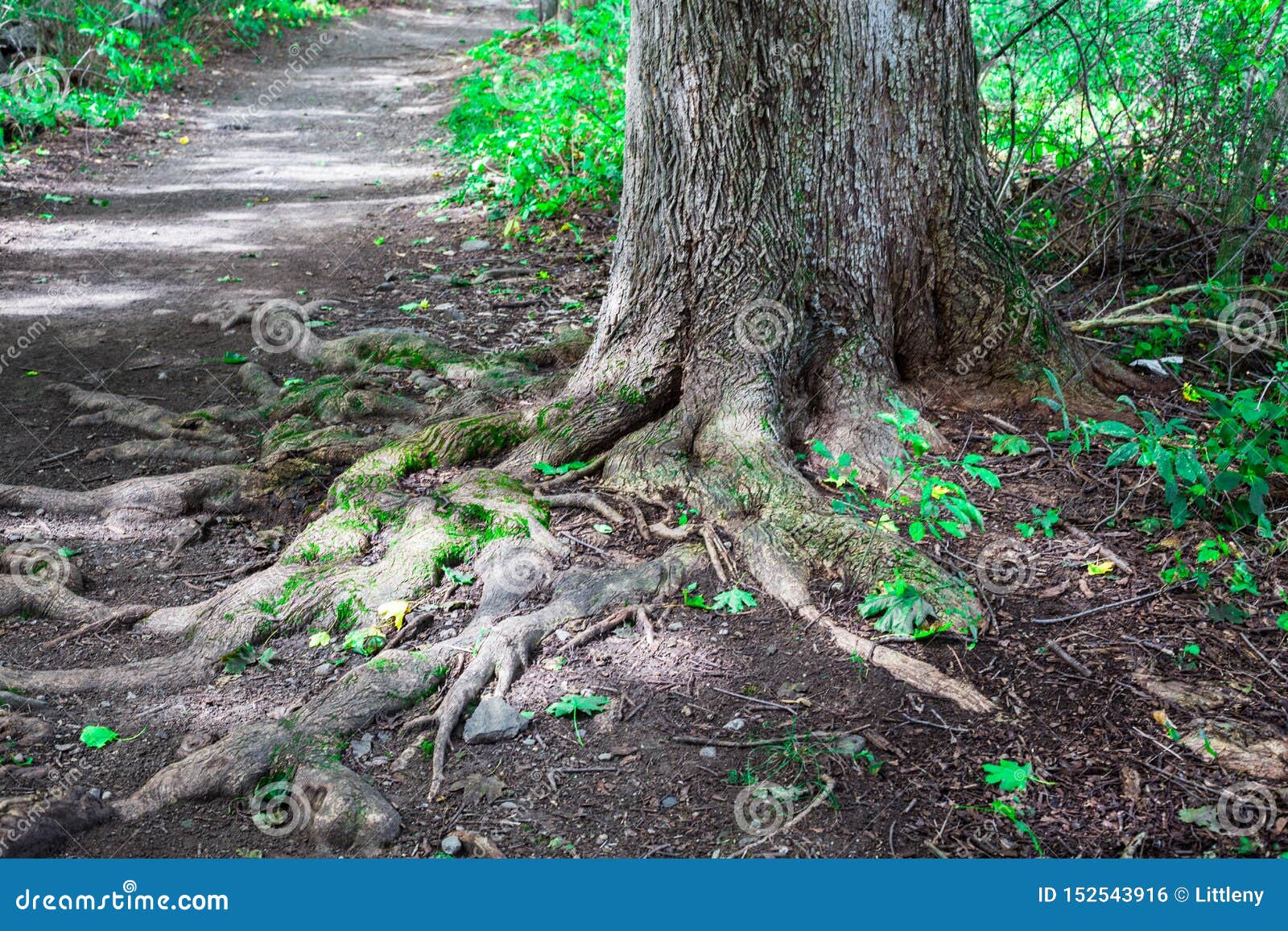 Nature Image Tree in Forest with Roots Stock Photo - Image of tree ...