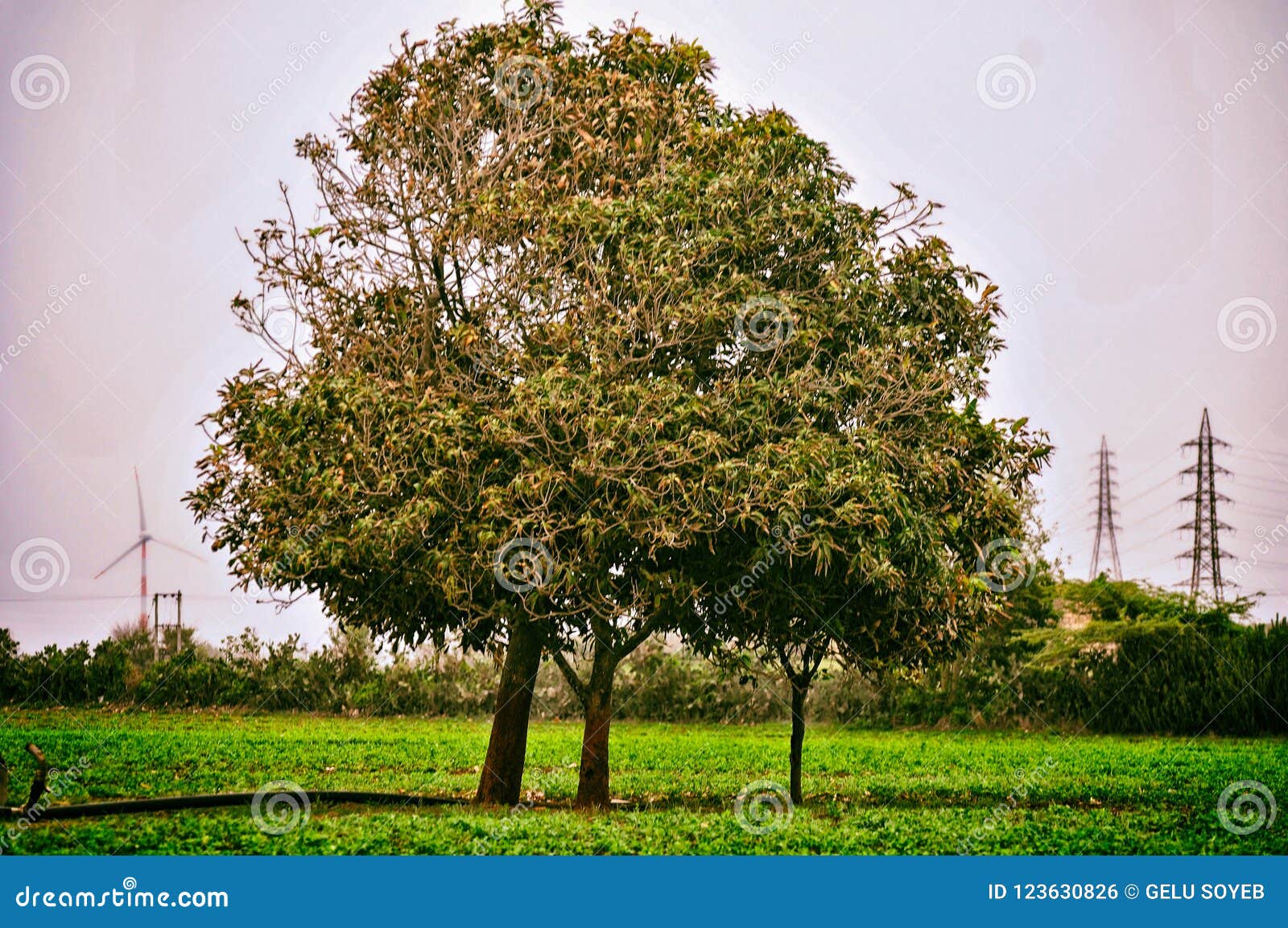 Nature stock photo. Image of edited, nature, editing - 123630826