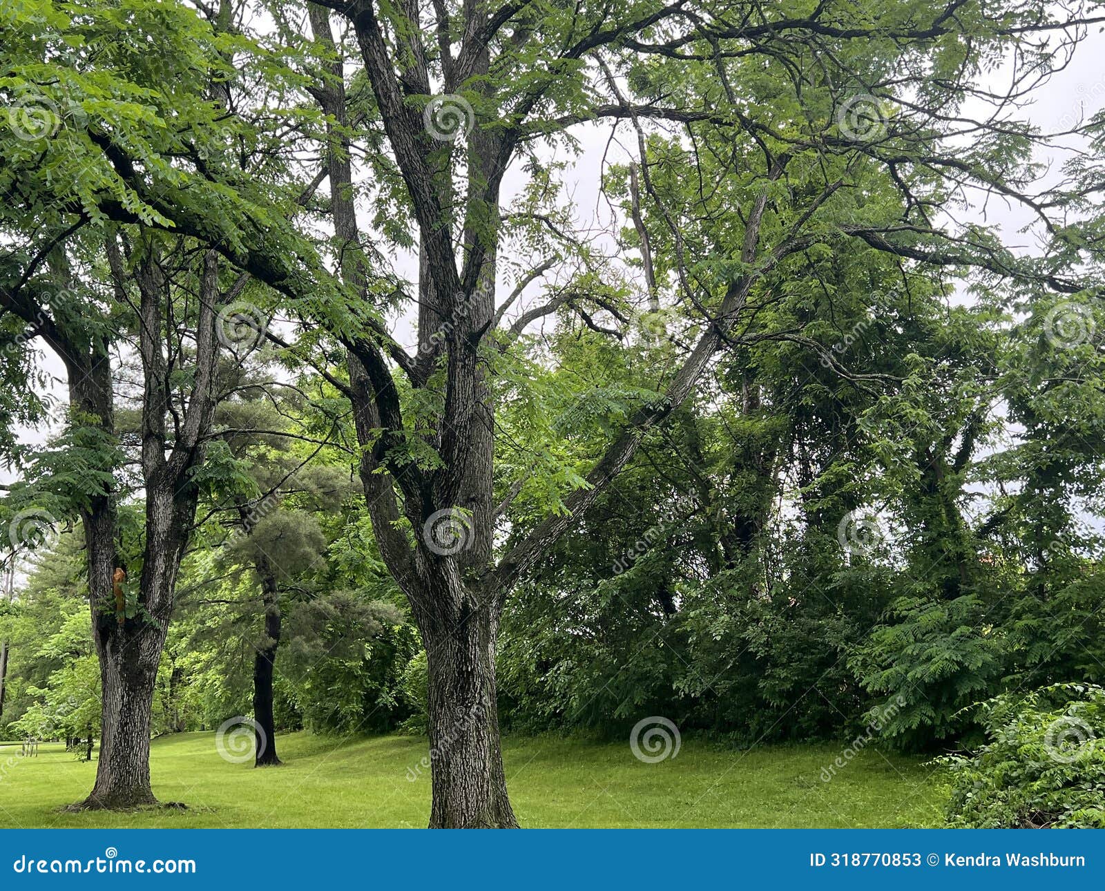 Nature images in Virginia stock image. Image of southern - 318770853