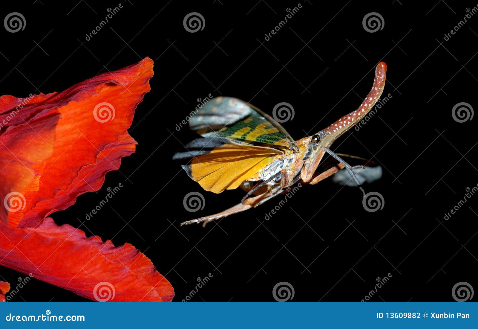 Nature insect fly flee stock photo. Image of festival - 13609882