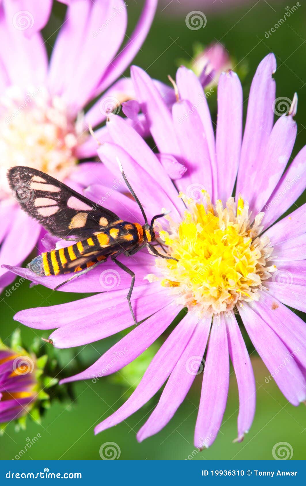 Nature Insect Pollination stock photo. Image of relationship - 19936310