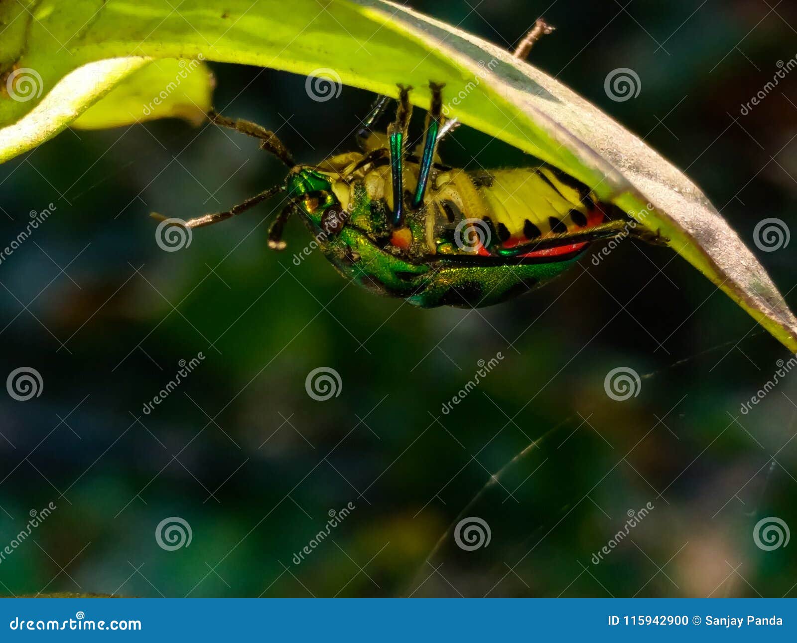 Nature stock photo. Image of creature, colourful, nature - 115942900