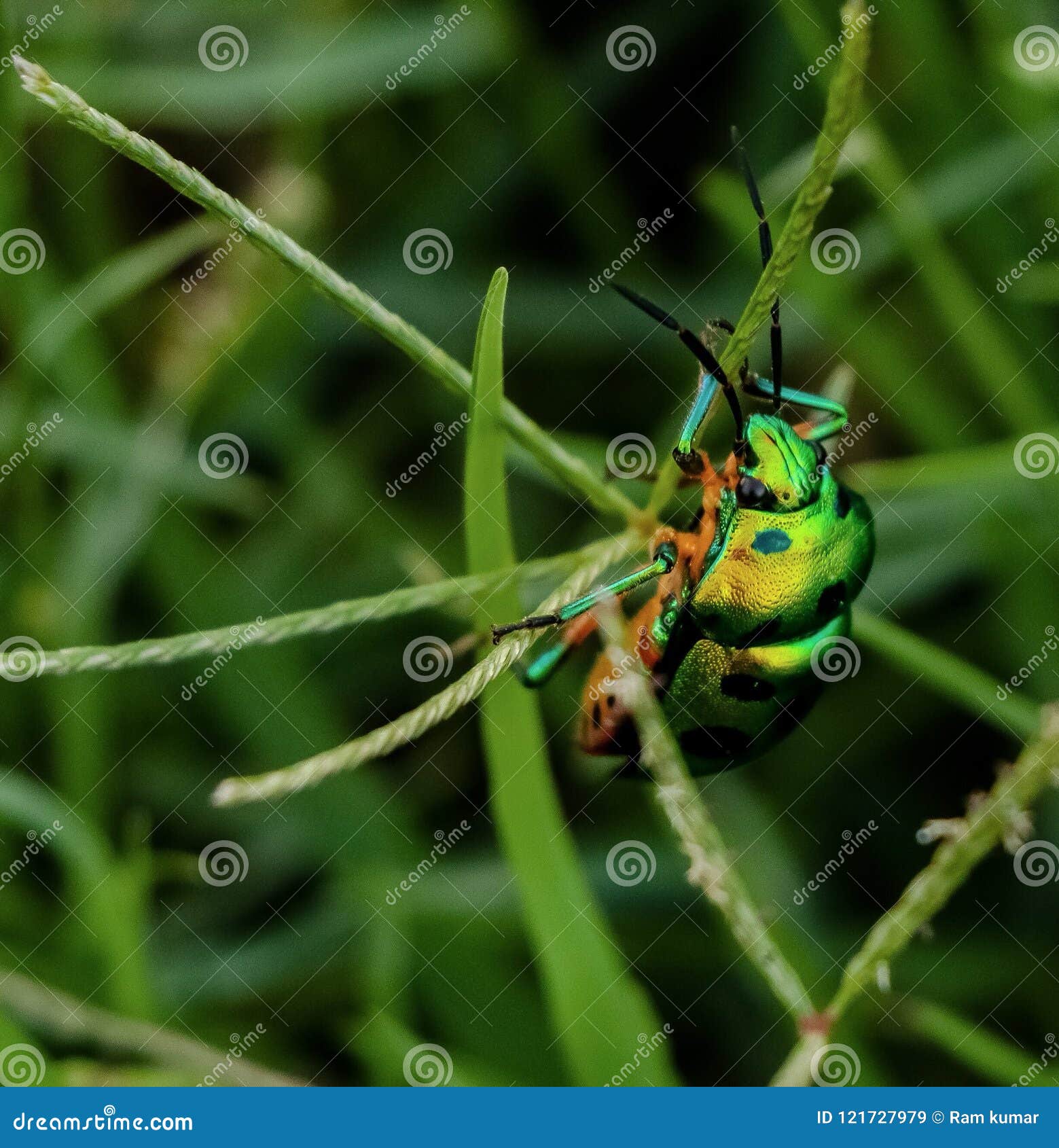 Insects stock image. Image of insects, india, nature - 121727979