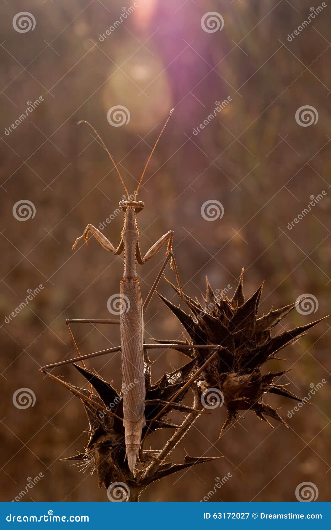 In nature stock image. Image of life, sleep, bugs, insect - 63172027