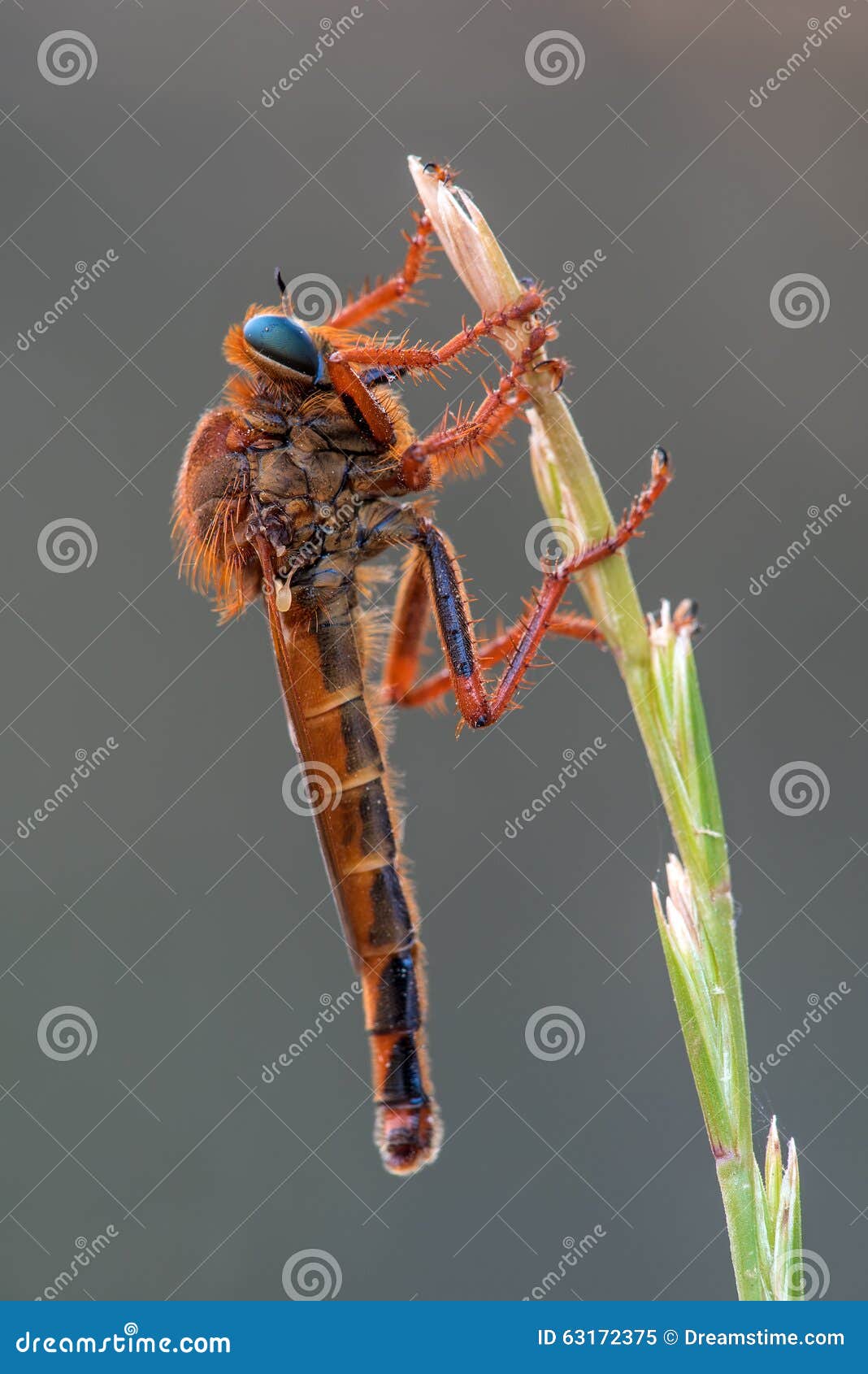 In nature stock image. Image of wilde, arthropod, insects - 63172375