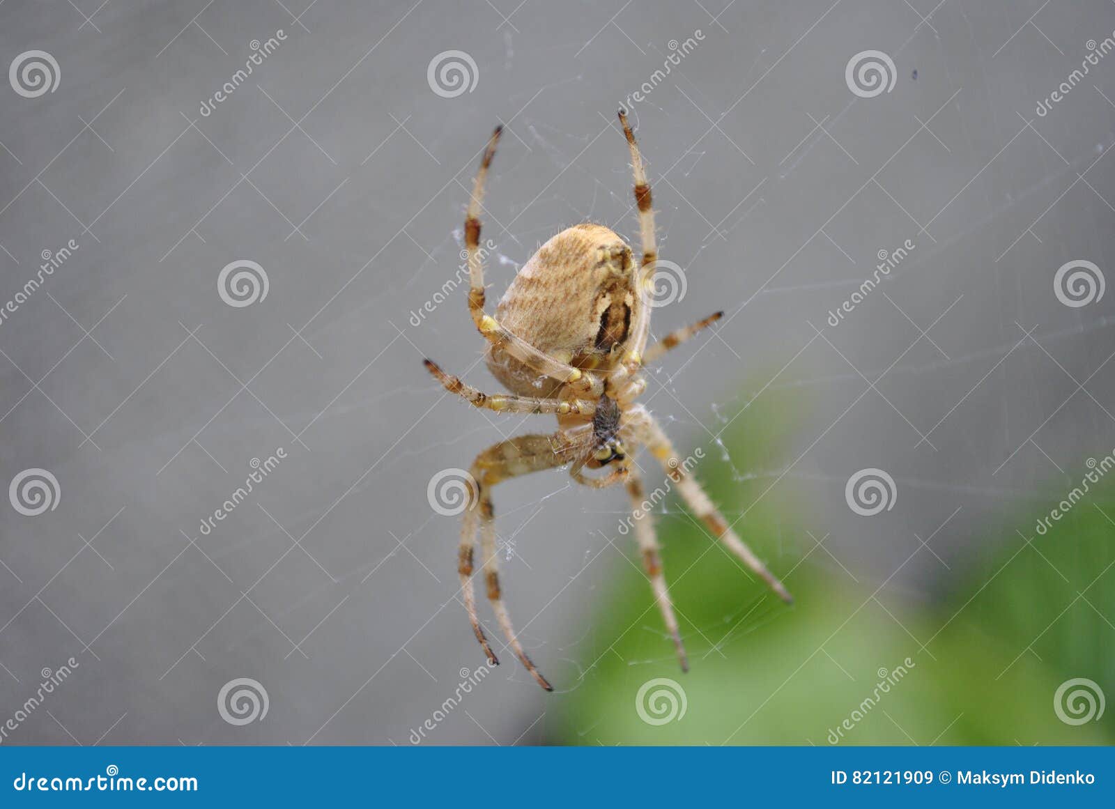 Nature Insects Macro Photography Spider Grasshopper Stock Image - Image ...