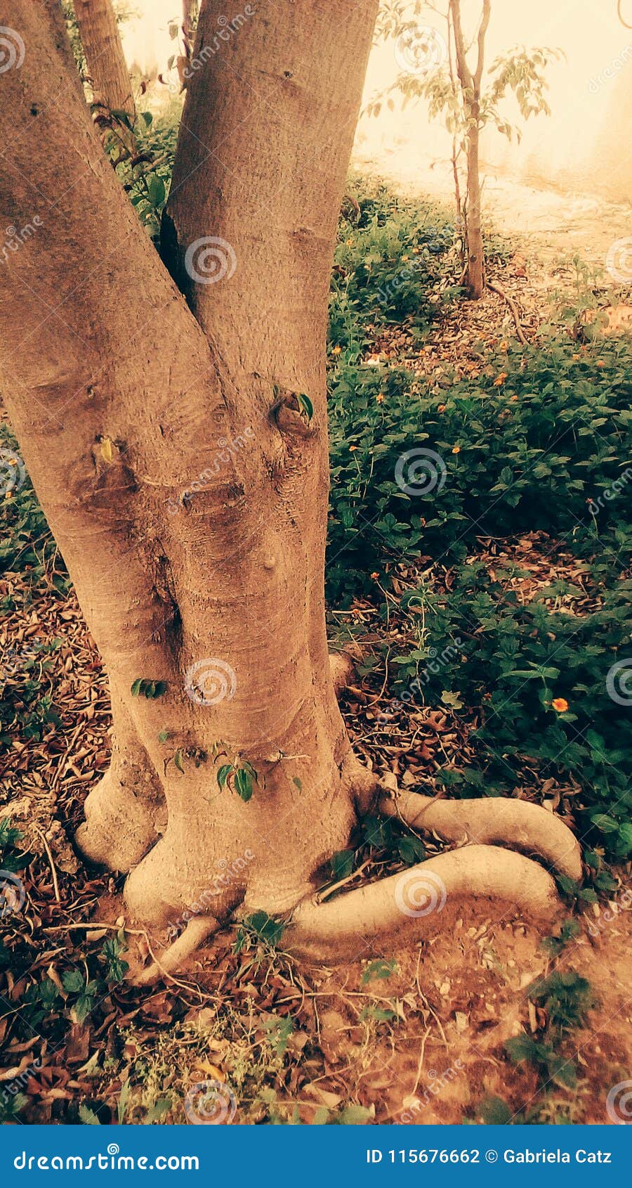 Nature stock photo. Image of environment, garden, nature - 115676662